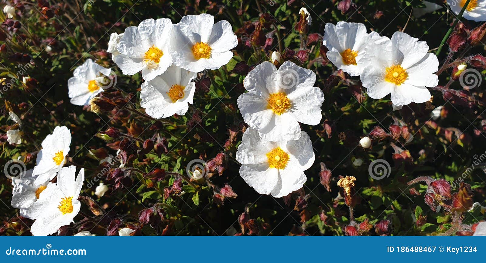 Panorama of Flowers of Cistus Stock Image - Image of perennial ...