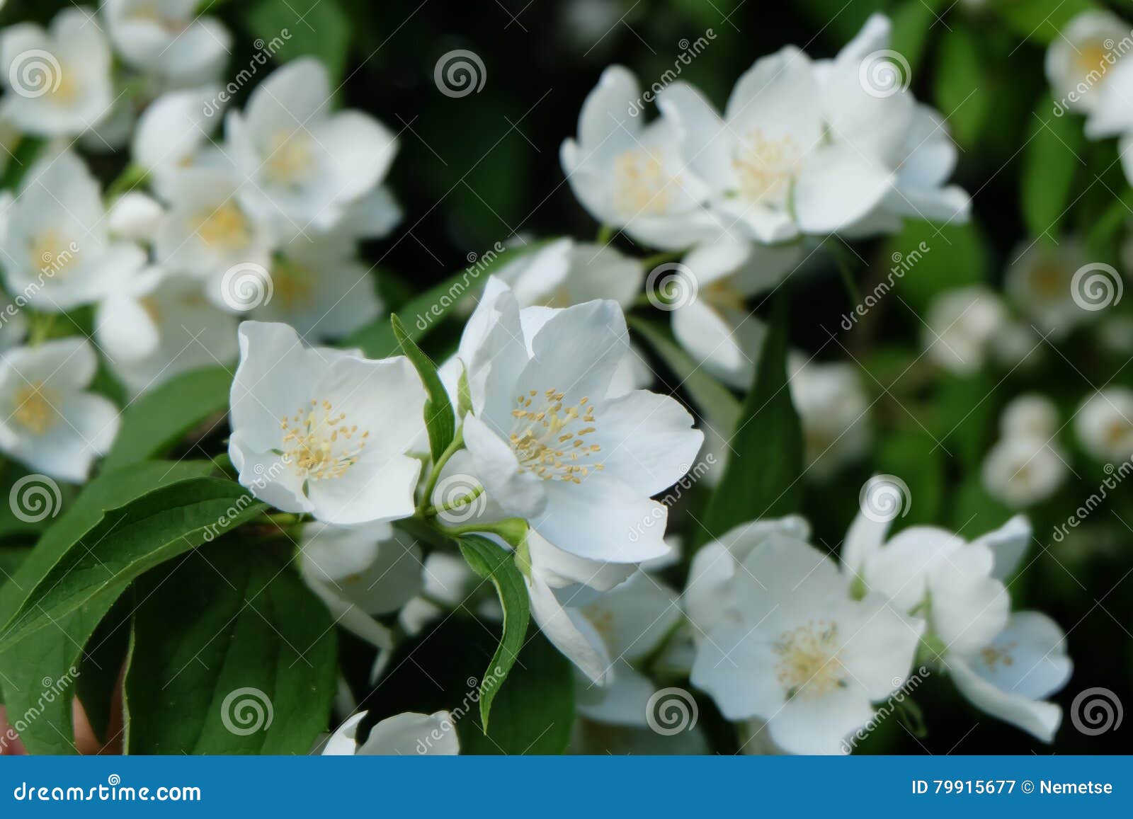 White flowers close-up stock image. Image of field, horizon - 79915677