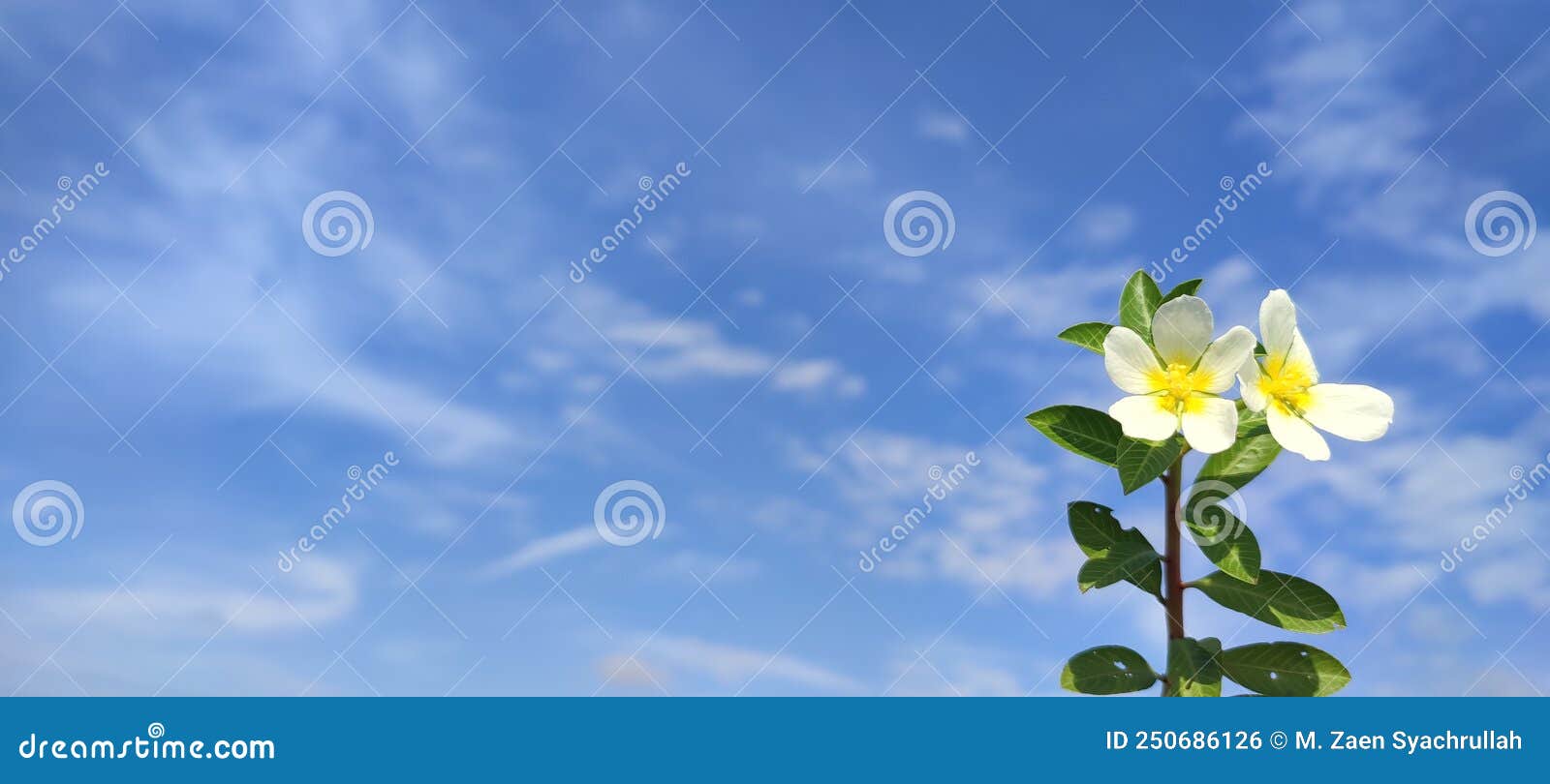 White Flowers on a Cloud Background Stock Photo - Image of meadow ...