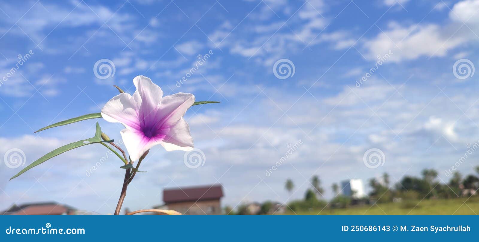 White Flowers on a Cloud Background Stock Image - Image of sunlight ...