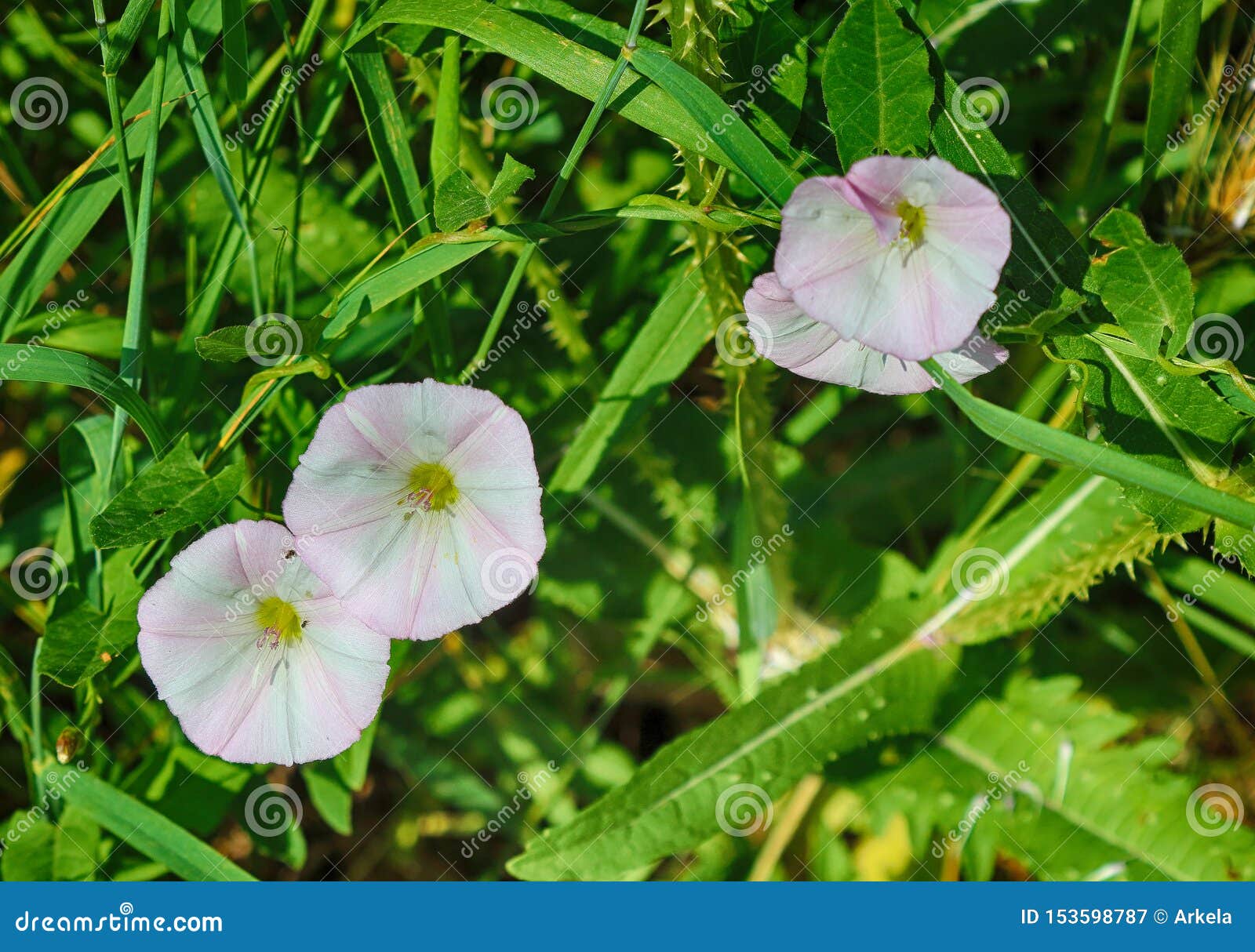 White Flowers of Convolvulus Stock Image - Image of garden, meadow ...