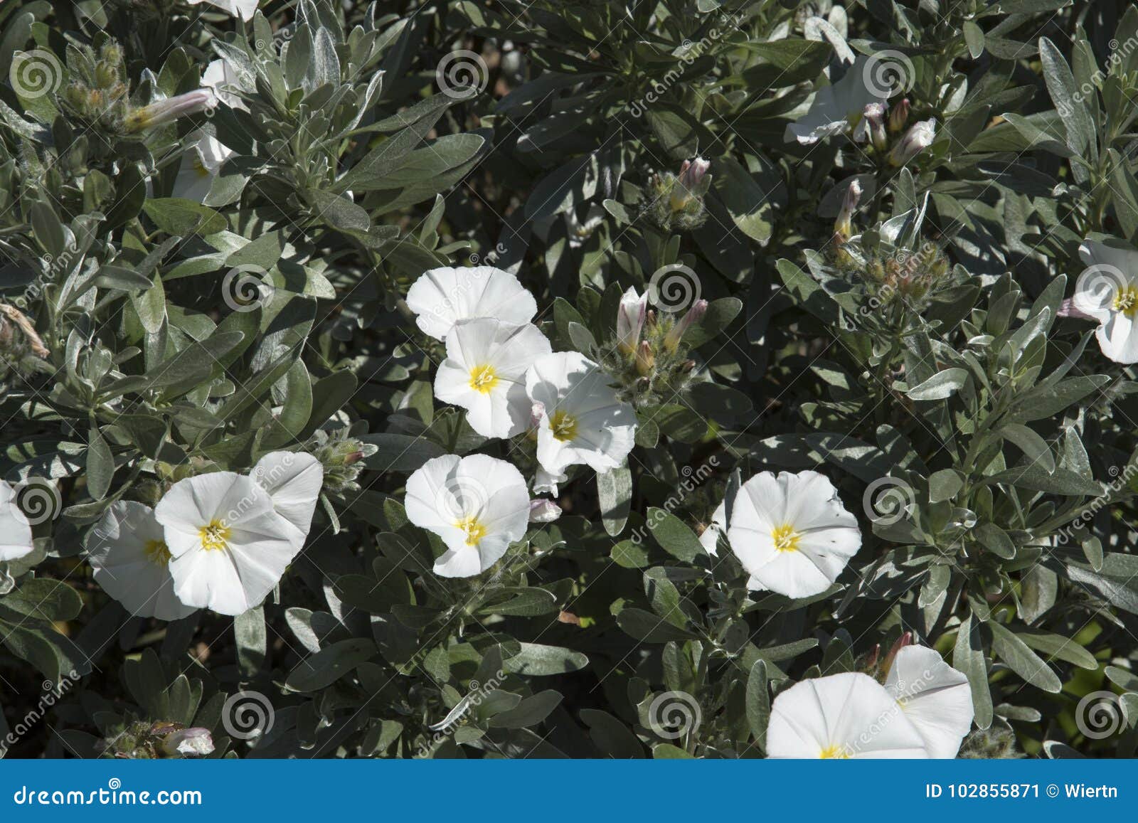 Convolvulus cneorum stock image. Image of convolvulus - 102855871