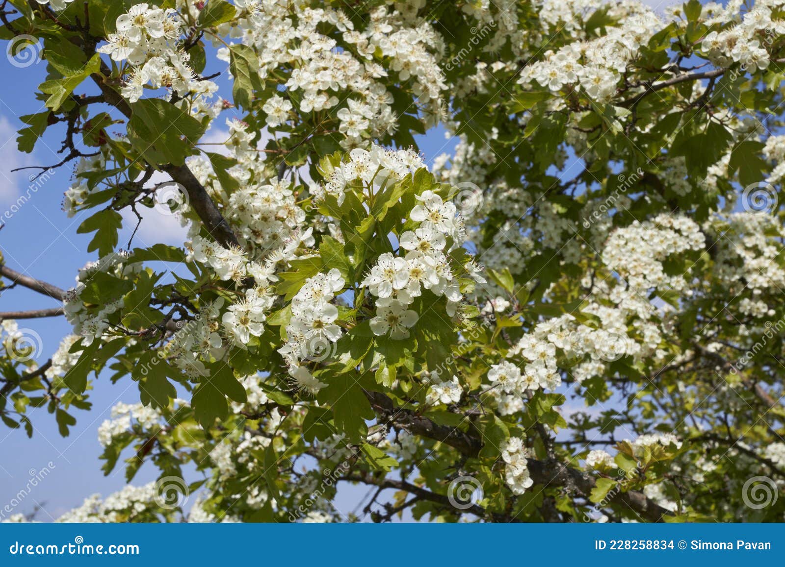 Crataegus Monogyna White Blossom Stock Photo - Image of hawthorn ...