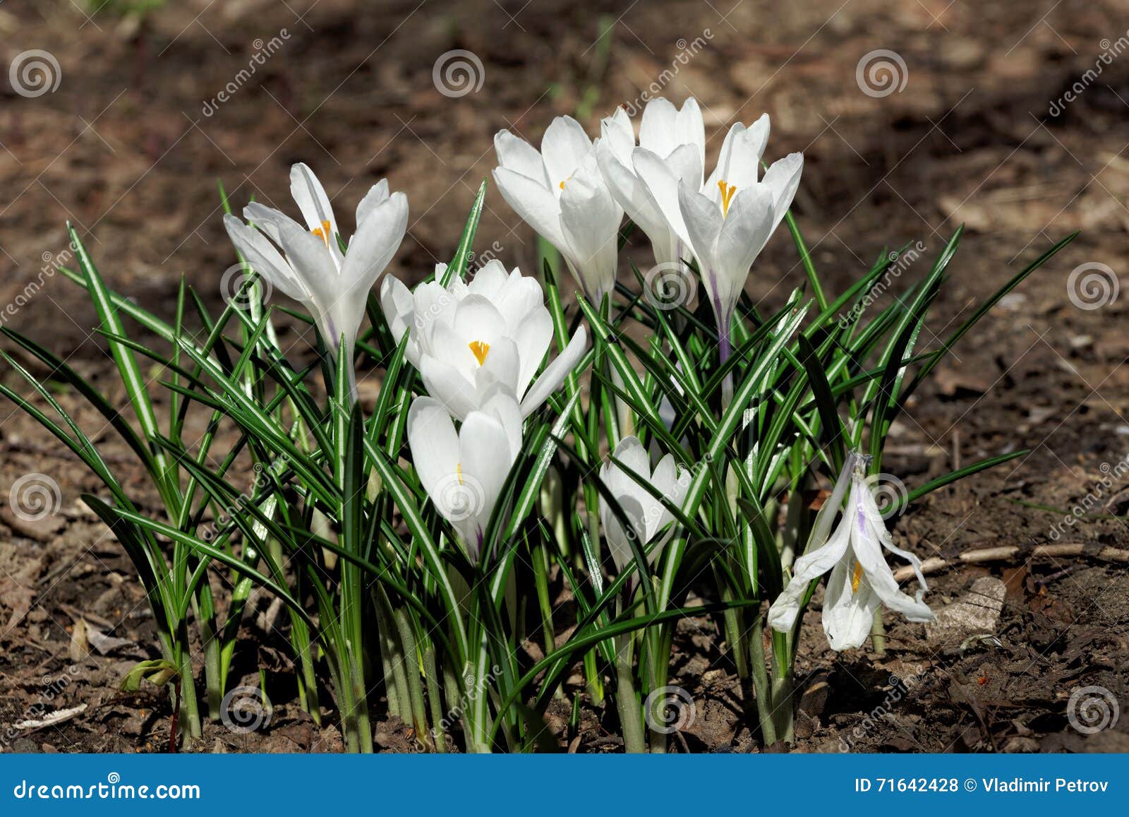 White Flowers of Crocus in Early May Stock Photo - Image of bloomed ...