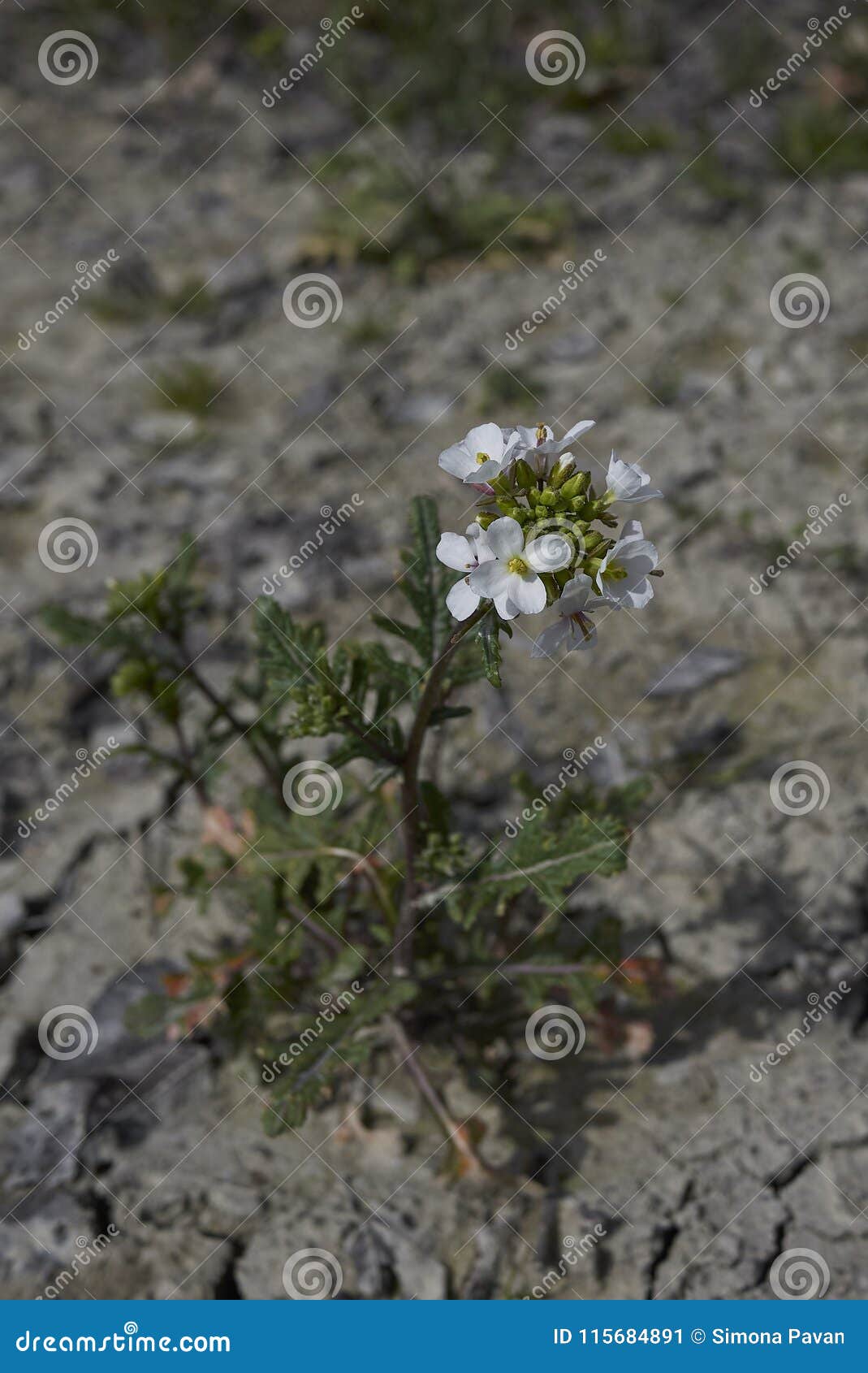 Diplotaxis Erucoides Plants Stock Image - Image of outdoor, diplotaxis ...