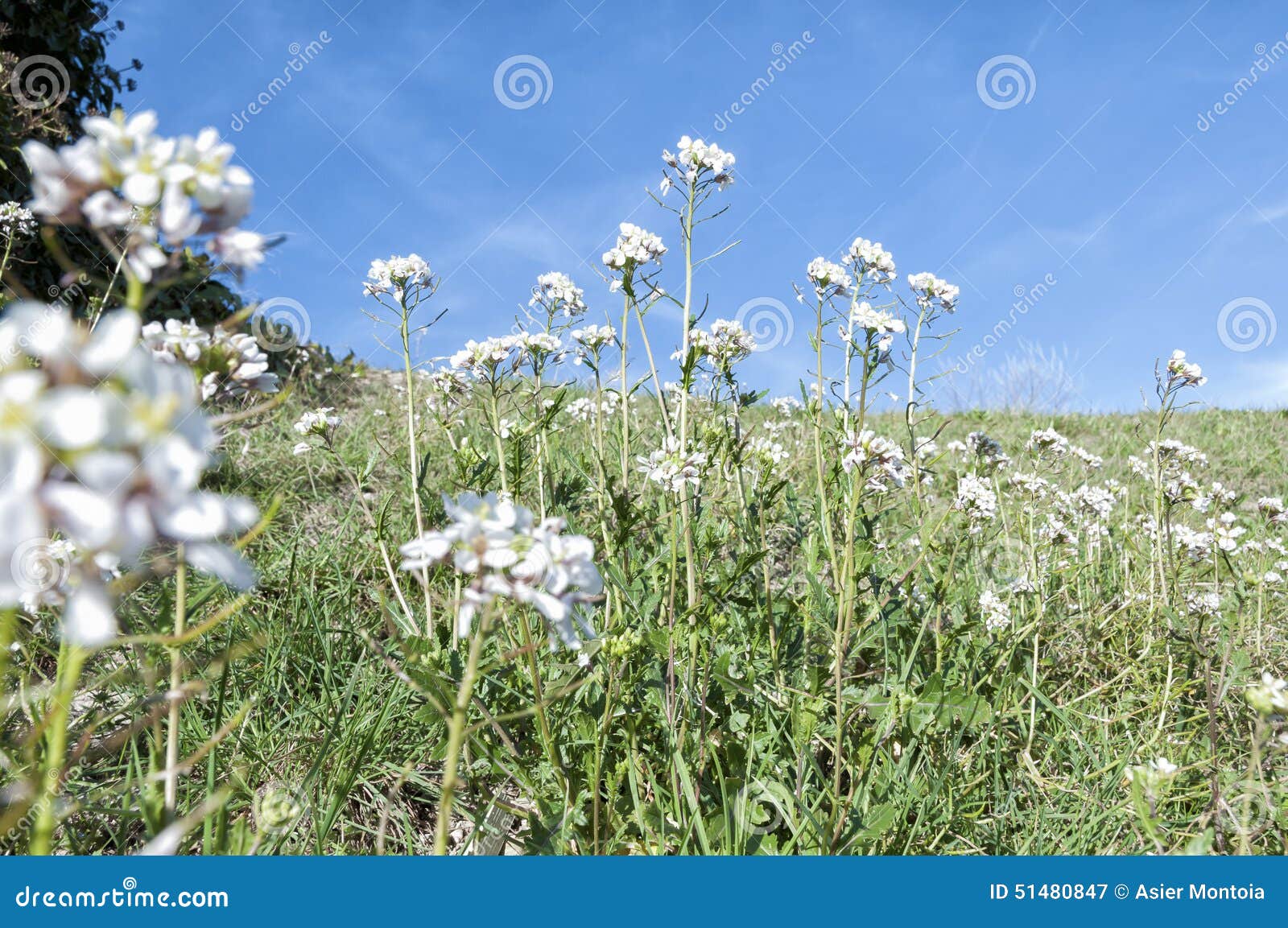 White Flowers stock image. Image of plants, flowers, vegetacion - 51480847