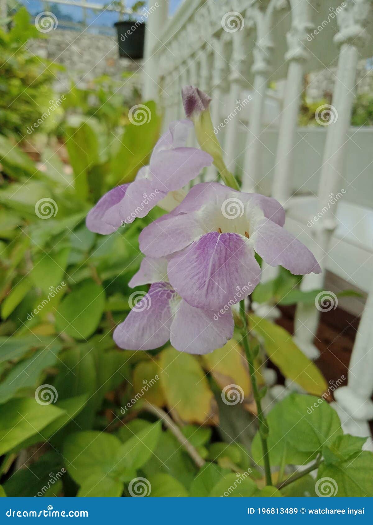 White Flowers on the Edge of the Fence Stock Image - Image of flowers ...