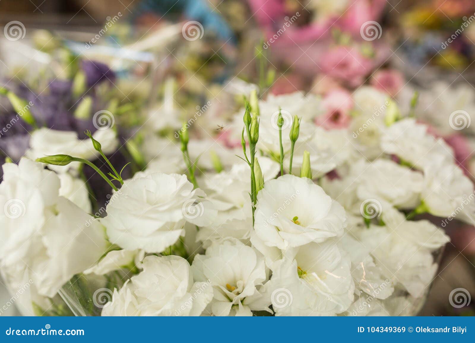 White flowers, eustoma stock image. Image of bluebell - 104349369