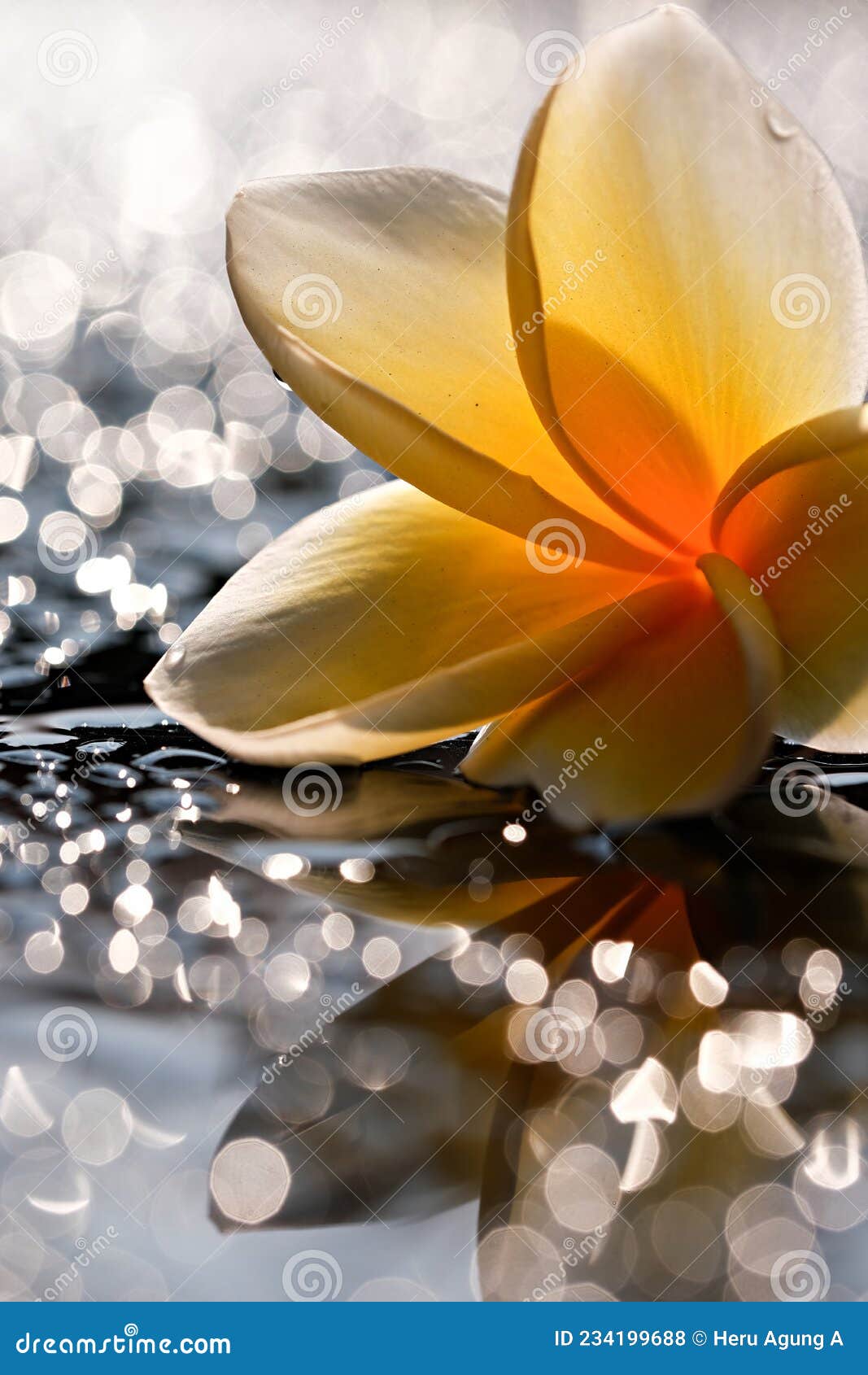 White Flowers Fall on a Puddle Stock Photo - Image of wildflower, water ...