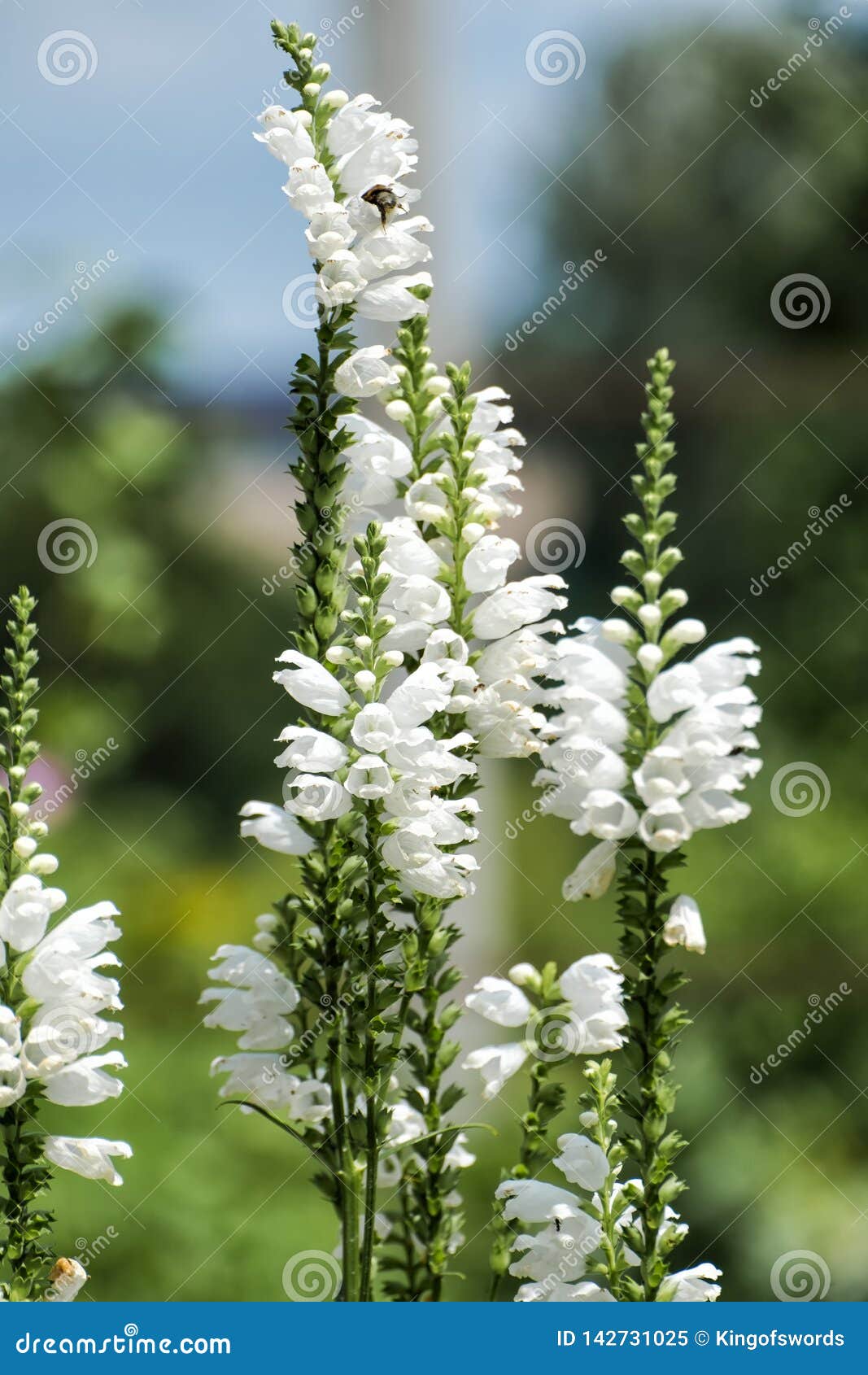 White Flowers of False Dragonhead Stock Image - Image of lamiaceae ...