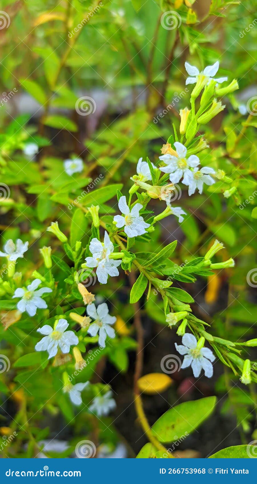 White Flowers of False Heather Cuphea Hyssopifolia Stock Photo - Image ...