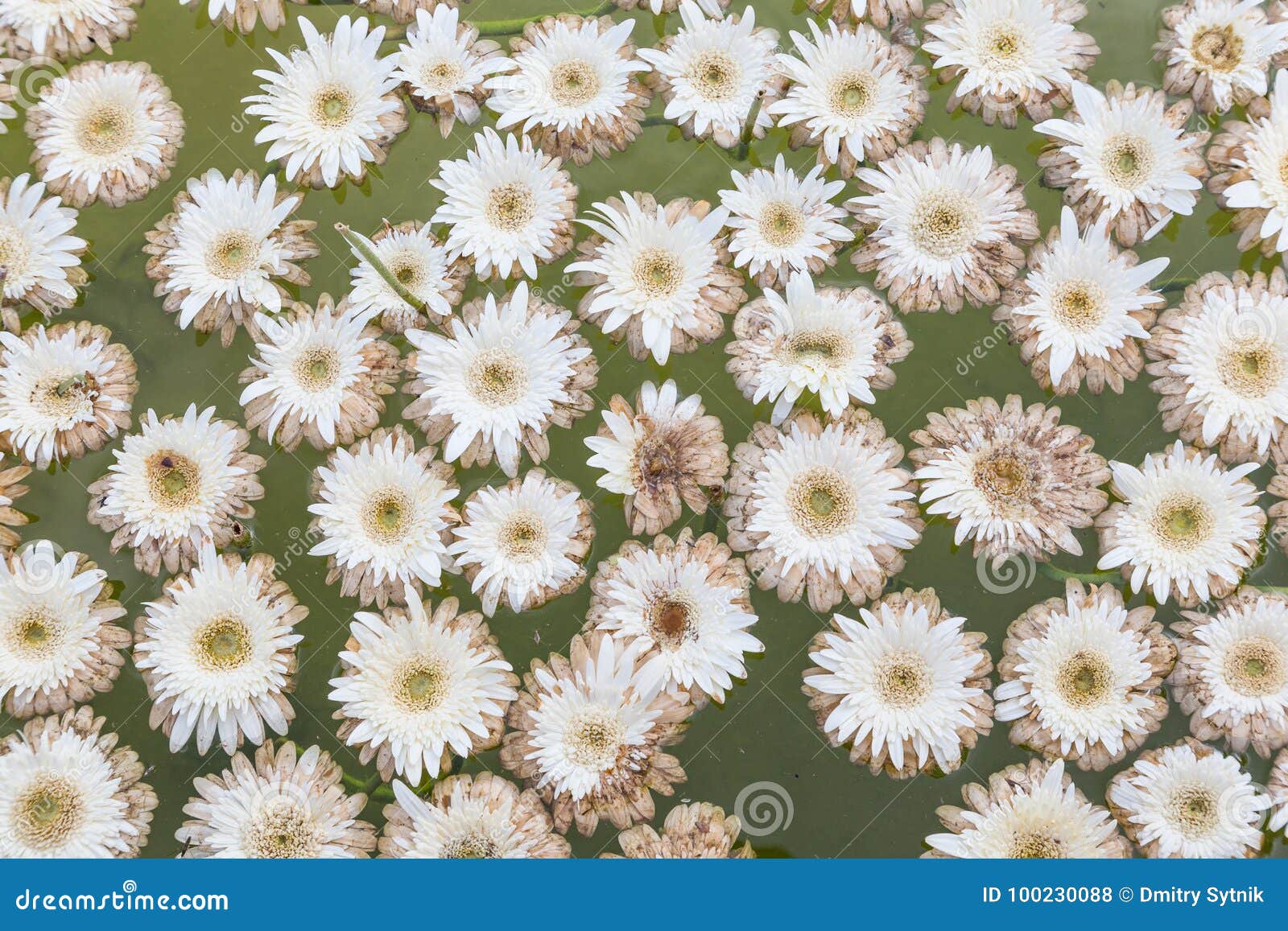 White Flowers Float on Aqua Stock Photo - Image of blossom, drop: 100230088