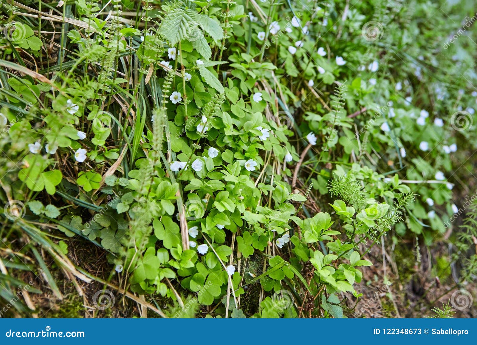 White Flowers. Flowering Wild Plants in the Spring Forest Stock Image ...