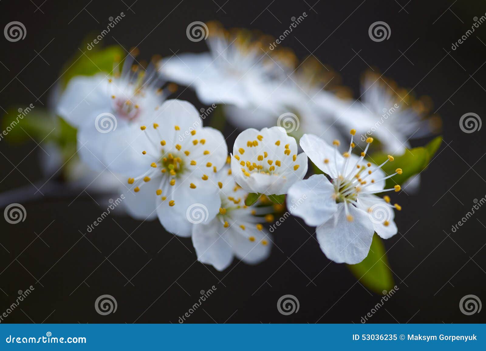 White Flowers on a Flowering Tree Branch Stock Image - Image of outdoor ...