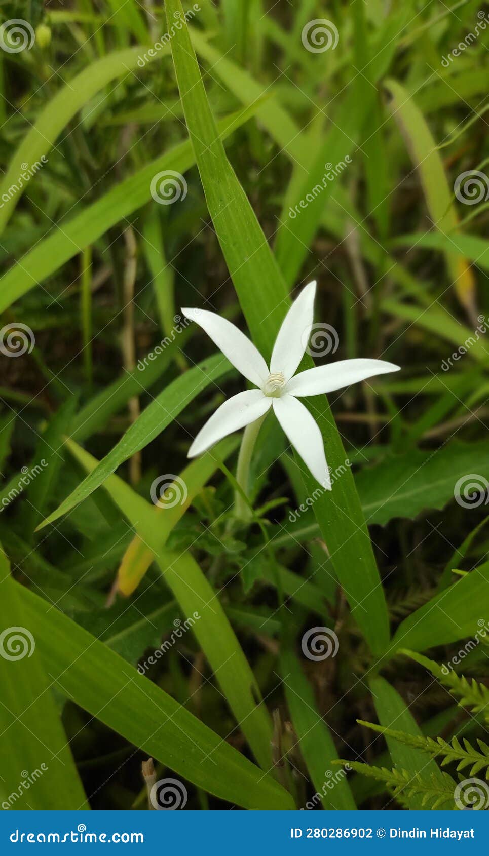 White Flowers in the Forest Stock Photo - Image of forest, green: 280286902