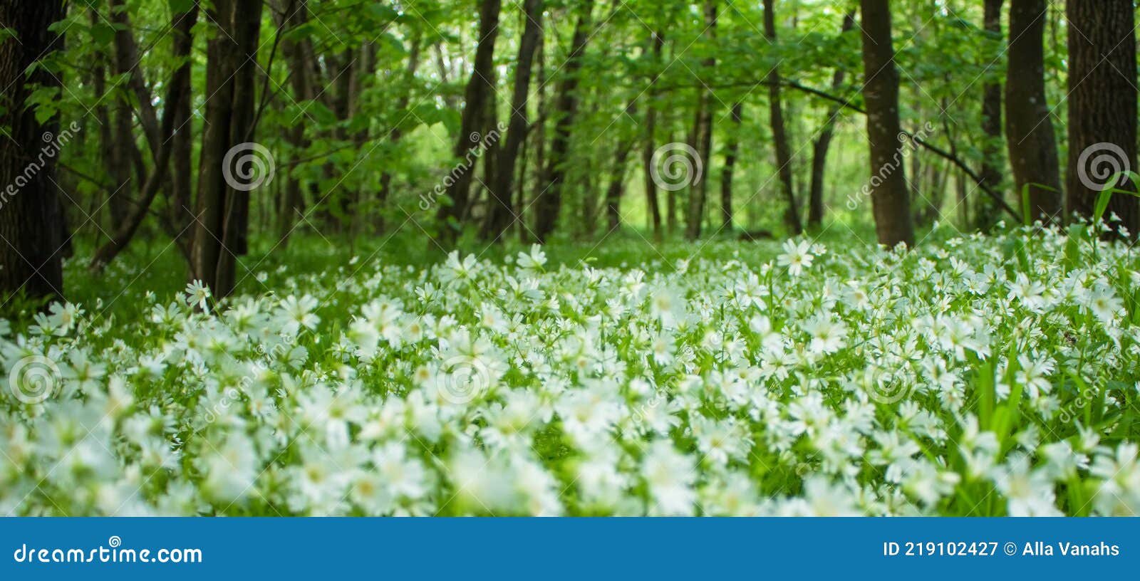 White Flowers in the Forest Stock Image - Image of foliage, woodland ...