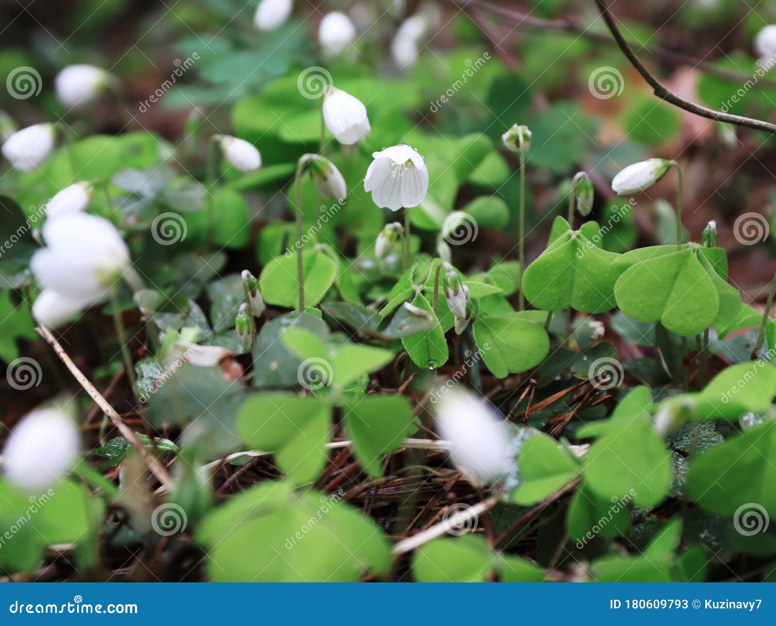 White Flowers in the Forest after the Rain Stock Image - Image of ...