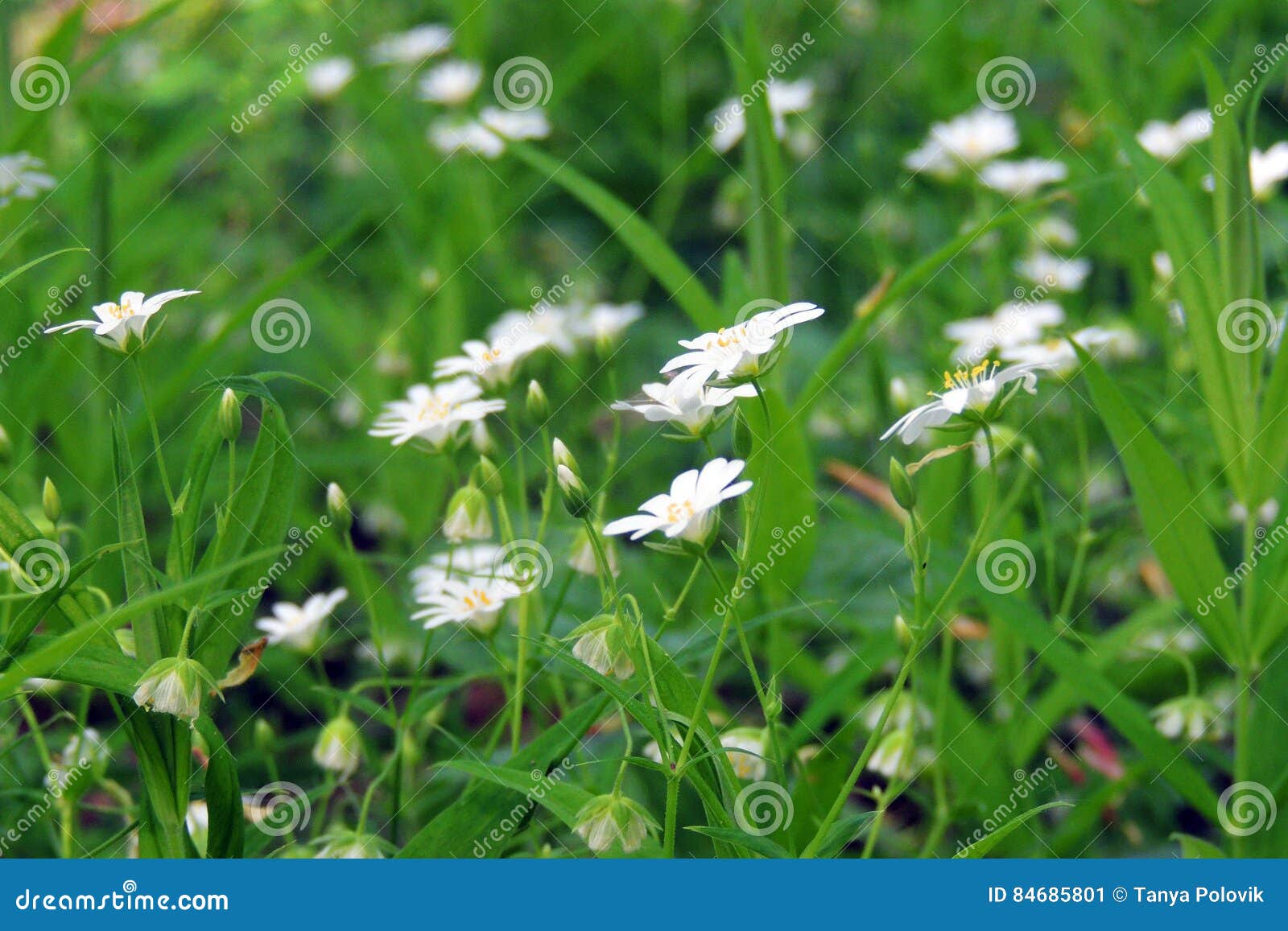 White flowers in forest stock image. Image of focus, leaf - 84685801