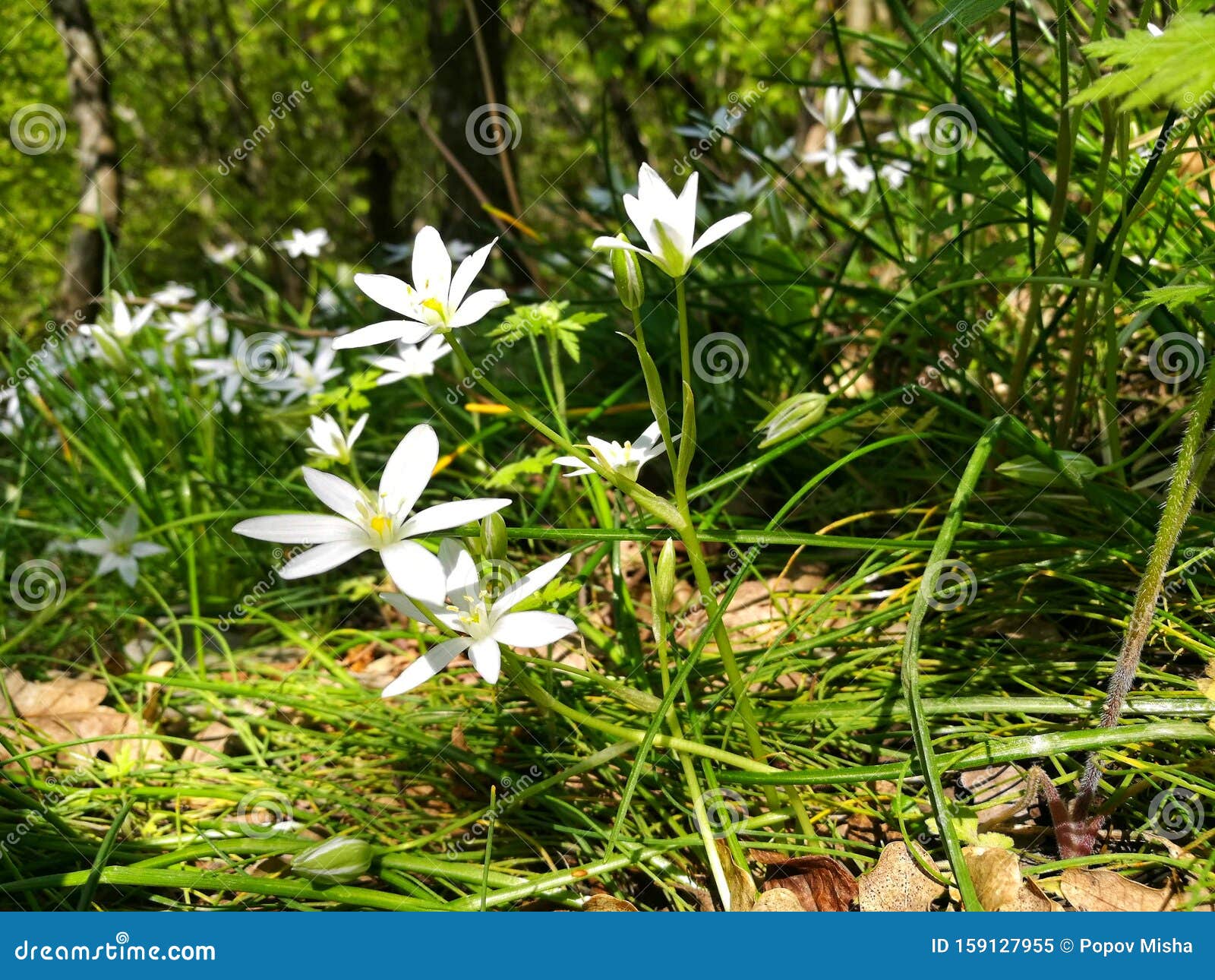 The White Flowers in the Forest Stock Image - Image of flowers, nature ...
