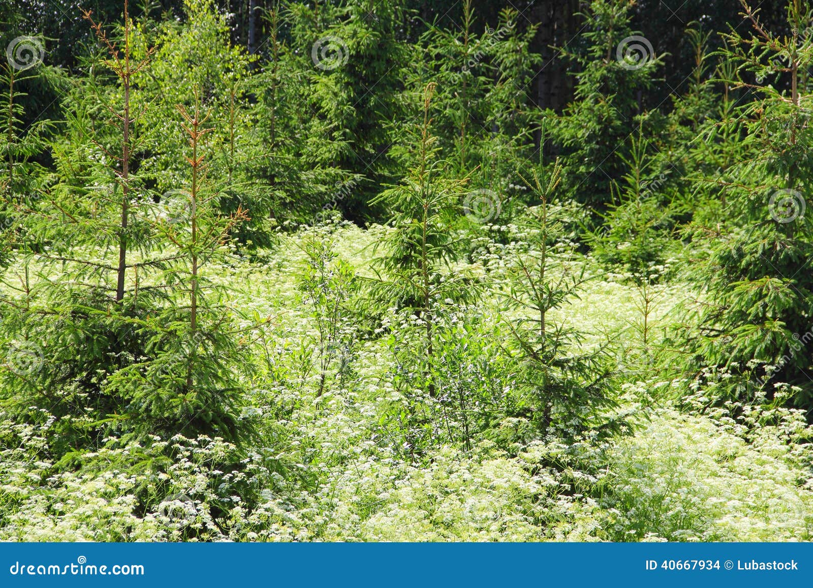 White flowers in forest stock photo. Image of wild, color - 40667934