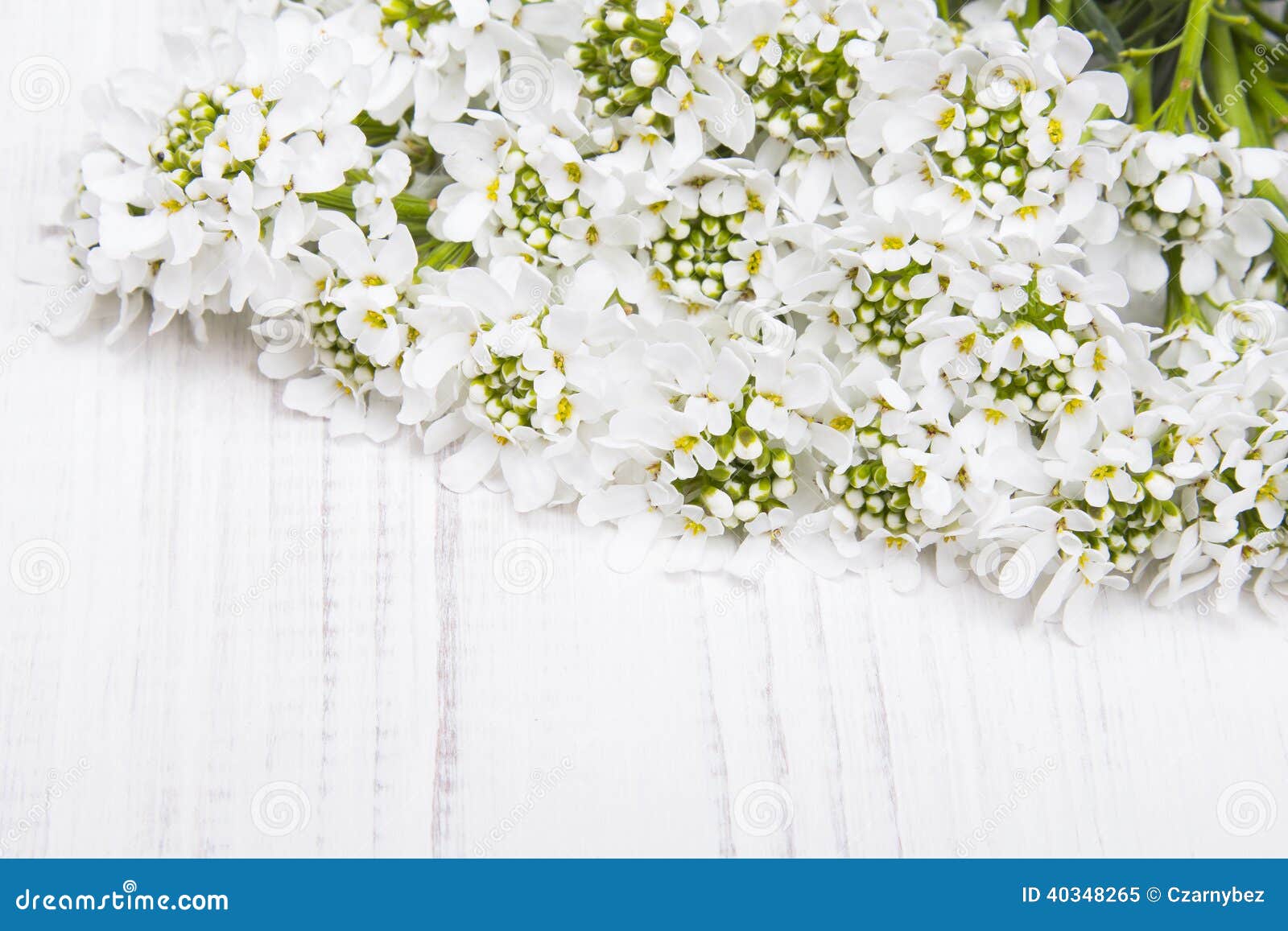 White flowers frame stock image. Image of bouquet, plant - 40348265