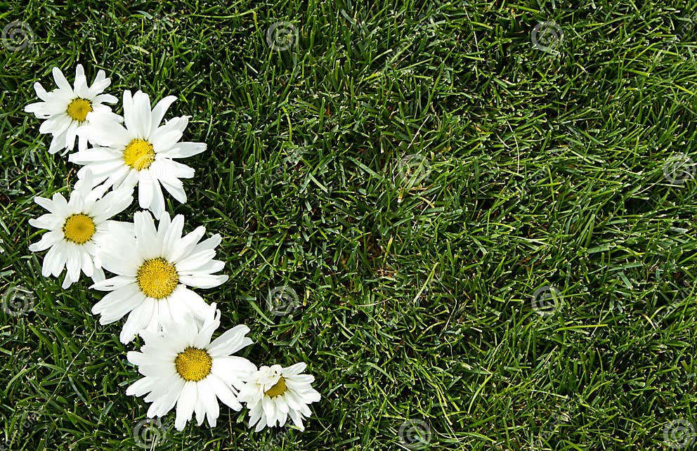 White flowers on grass stock image. Image of green, natural - 26612173