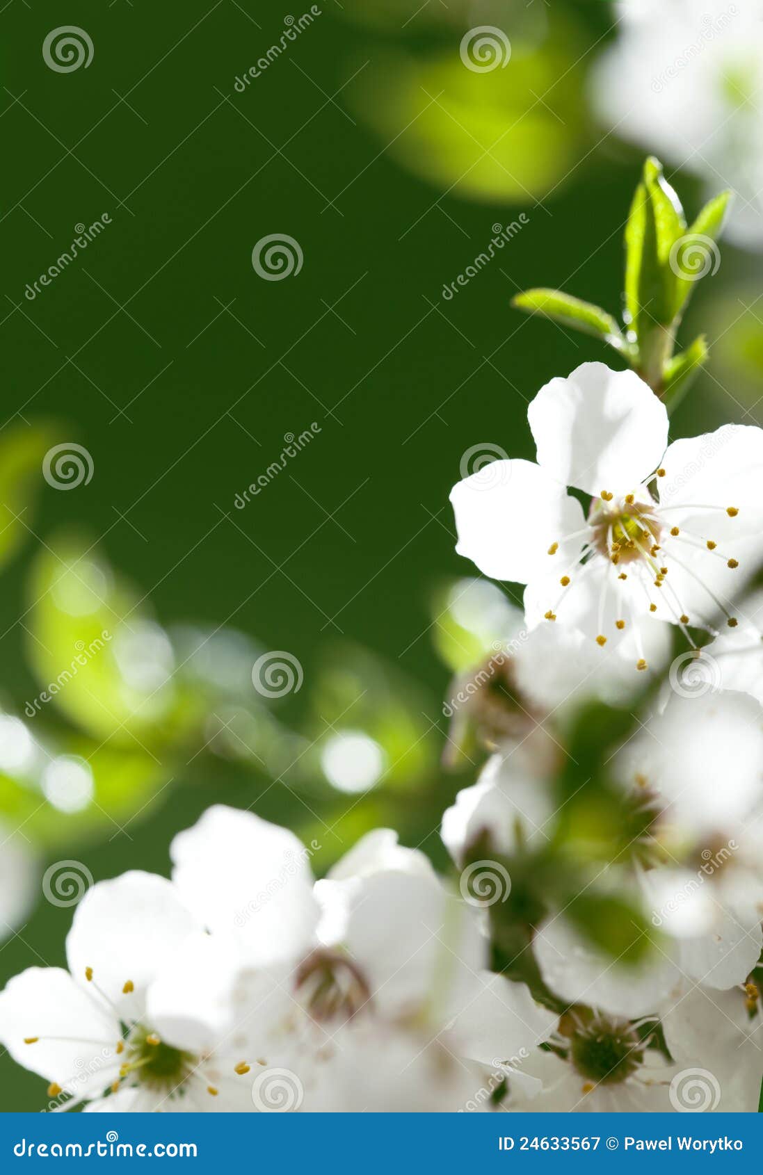 White Flowers On The Green Background Stock Image - Image of floral ...