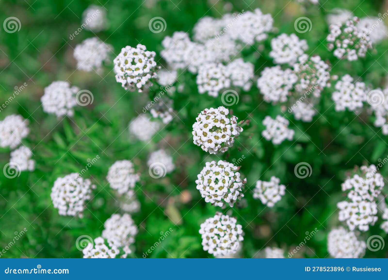 White Flowers at Green Background Stock Photo - Image of meadow ...