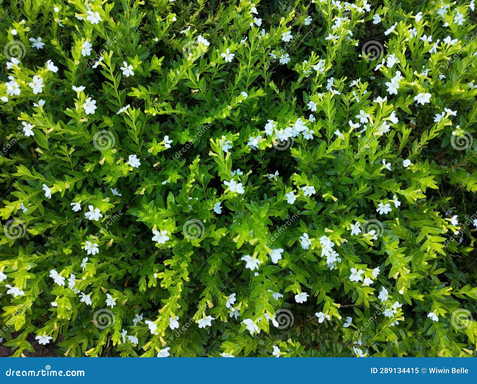 White Flowers on a Green Background. Spring Flowers Stock Image - Image ...