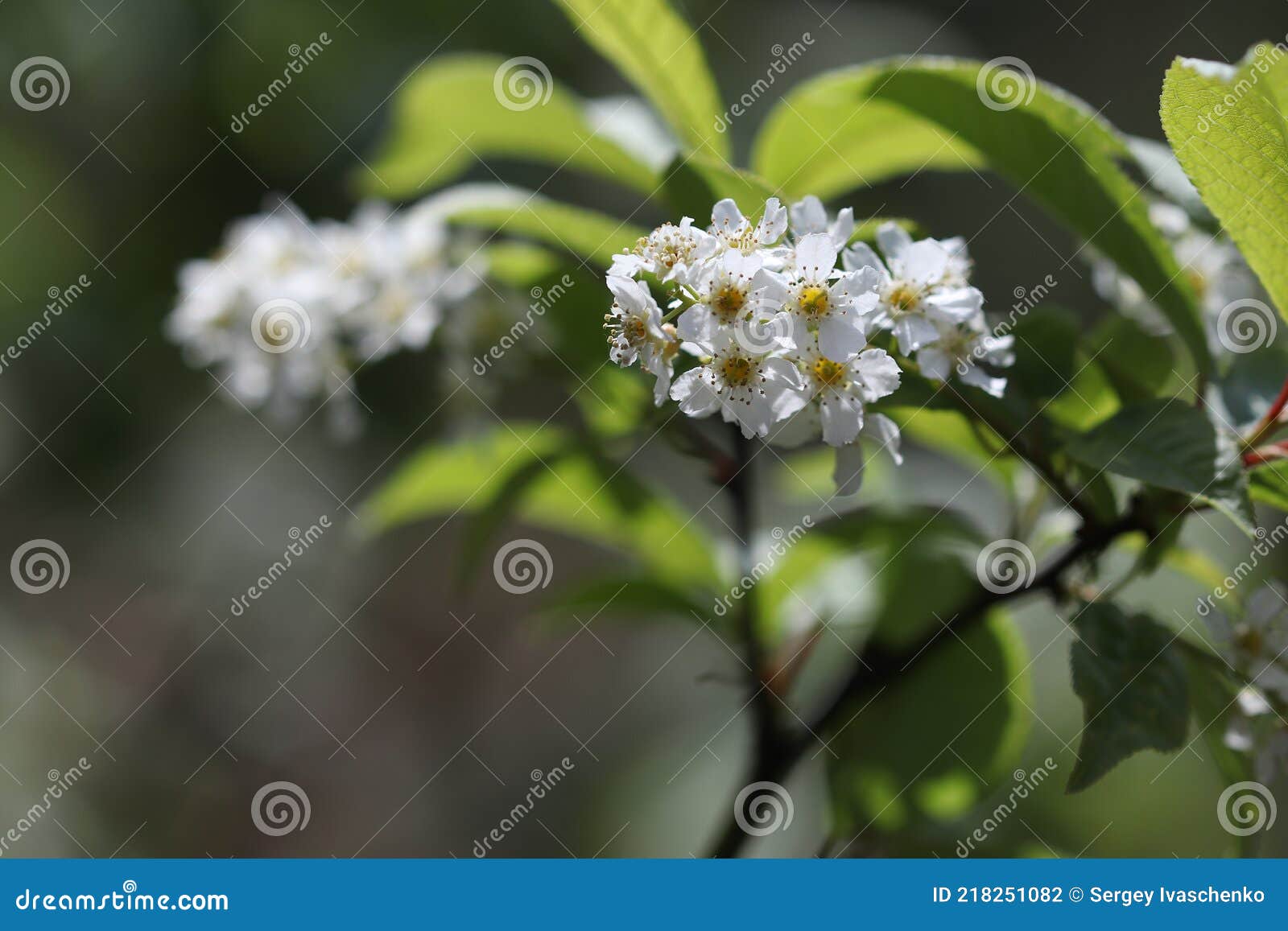 White Flowers Grow on a Tree Branch. Stock Photo - Image of petals ...