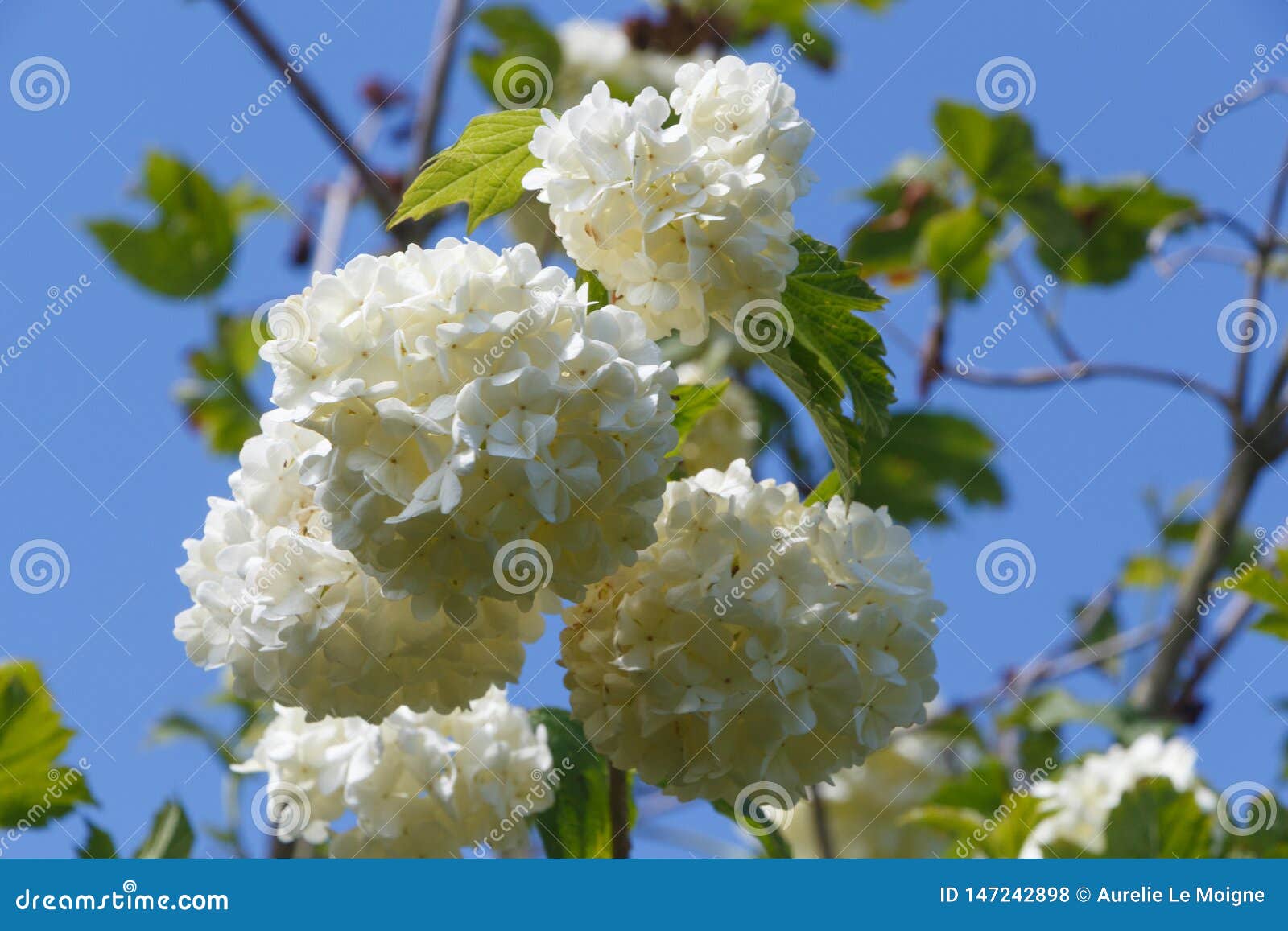 White Flowers of Guelder Rose Tree Stock Photo - Image of opulus ...