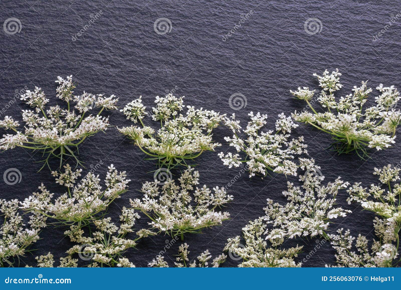 White Flowers of Hemlock Conium Maculatum . Copy Space Stock Photo ...
