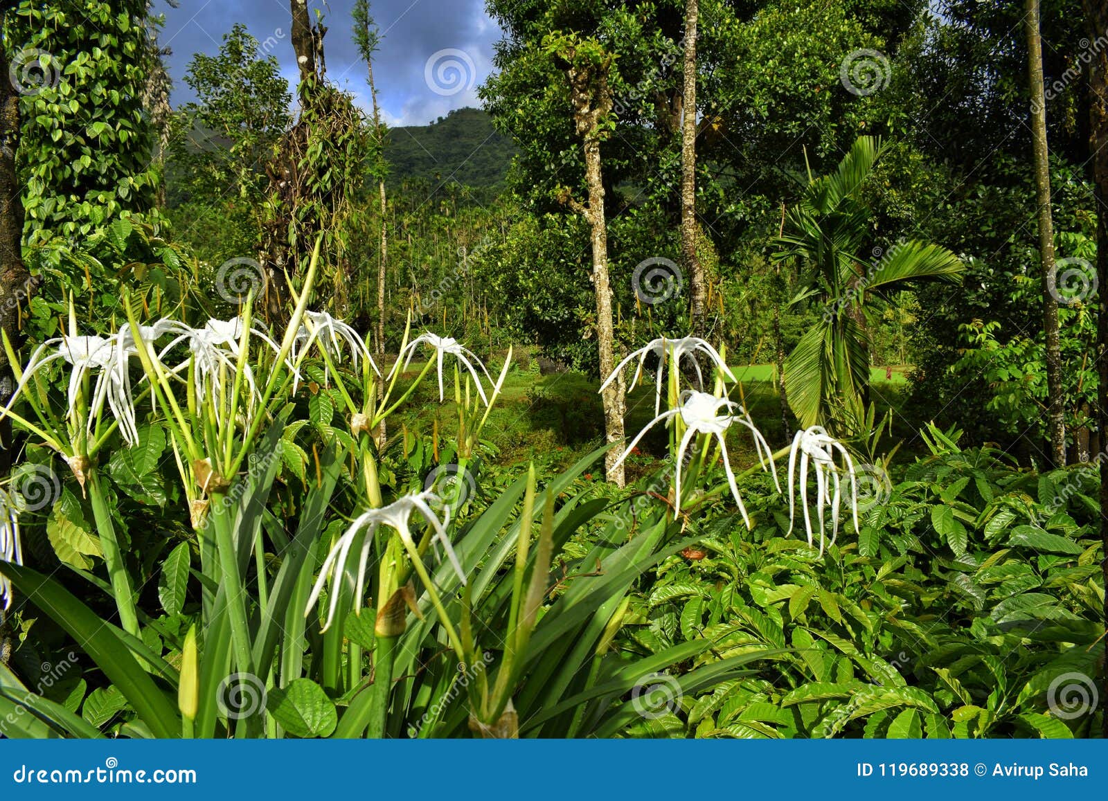 White Flowers Inside the Forest Stock Photo - Image of forest ...