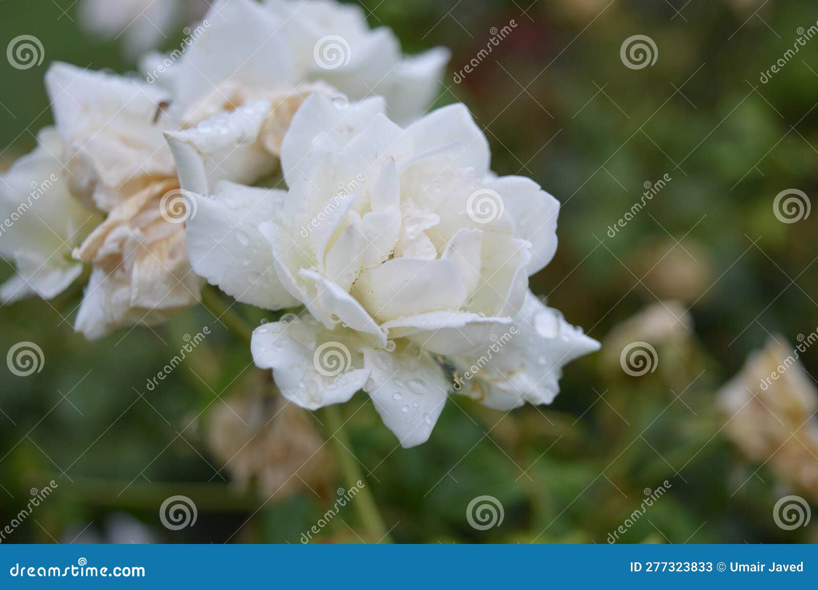 White Flowers of Jasmine Heavy Scented White Flowers are Borne and ...