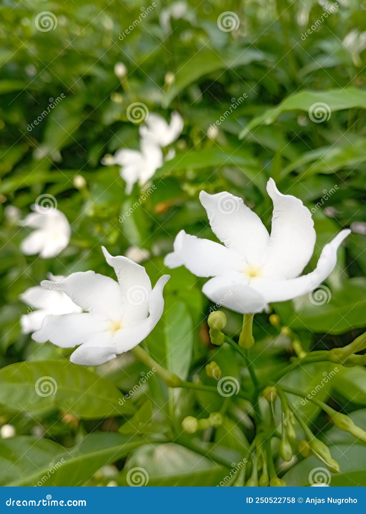 White Flowers Like a White Roses Stock Photo - Image of decorative ...