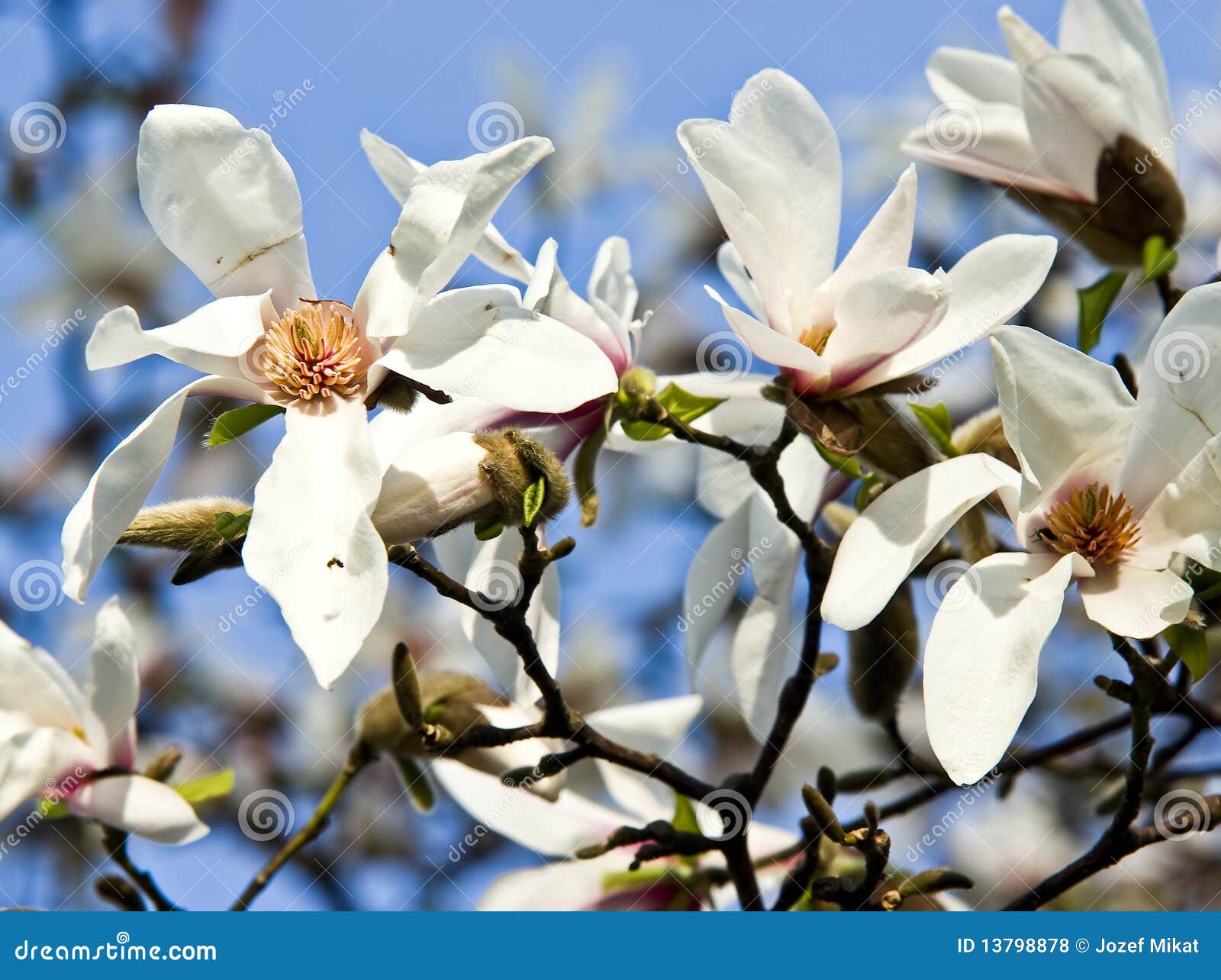 White flowers of magnolia stock photo. Image of orchid - 13798878