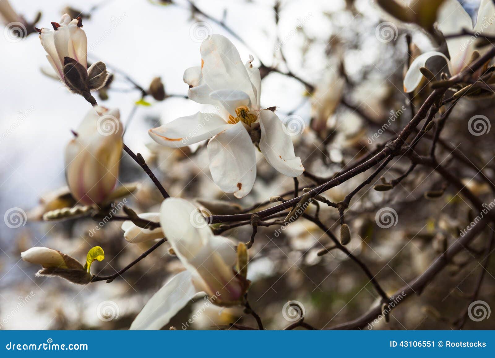 White Flowers of the Magnolia Tree in Early Spring Stock Image - Image ...