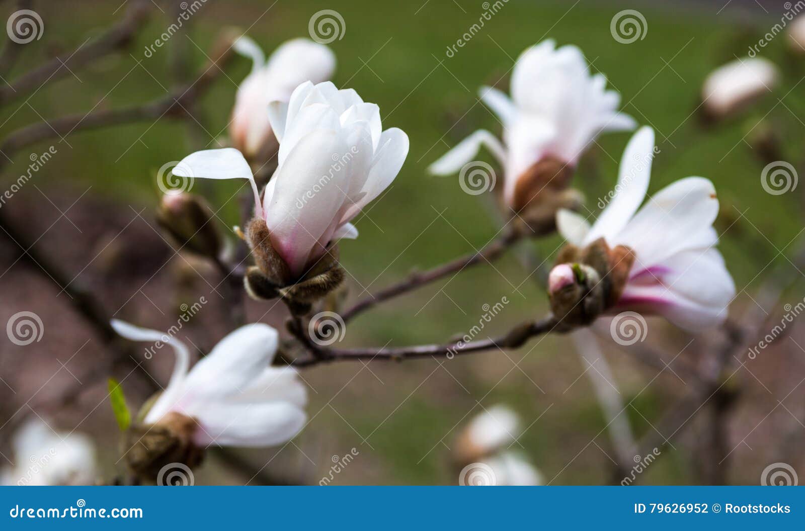 White Flowers of the Magnolia Tree in Early Spring Stock Photo - Image ...