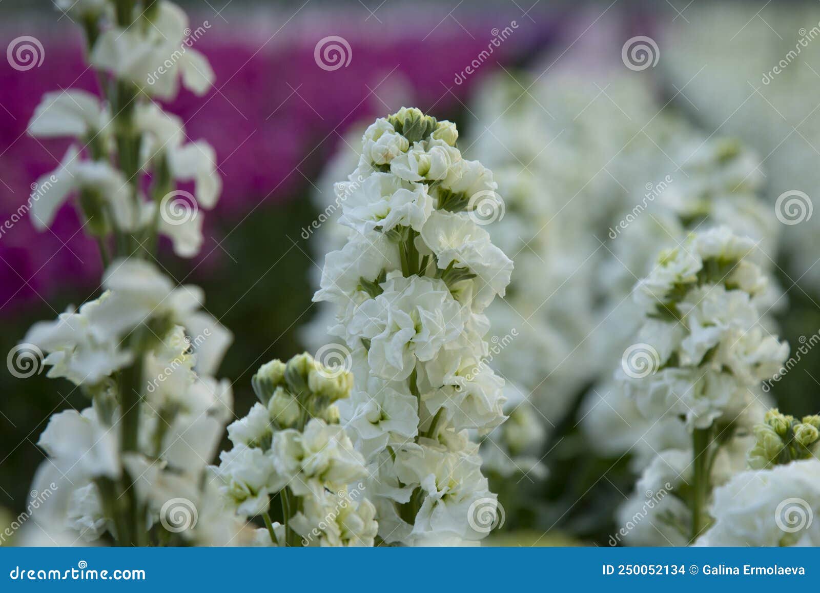 White Flowers of Matthiola Incana Stock Photo - Image of blossom ...