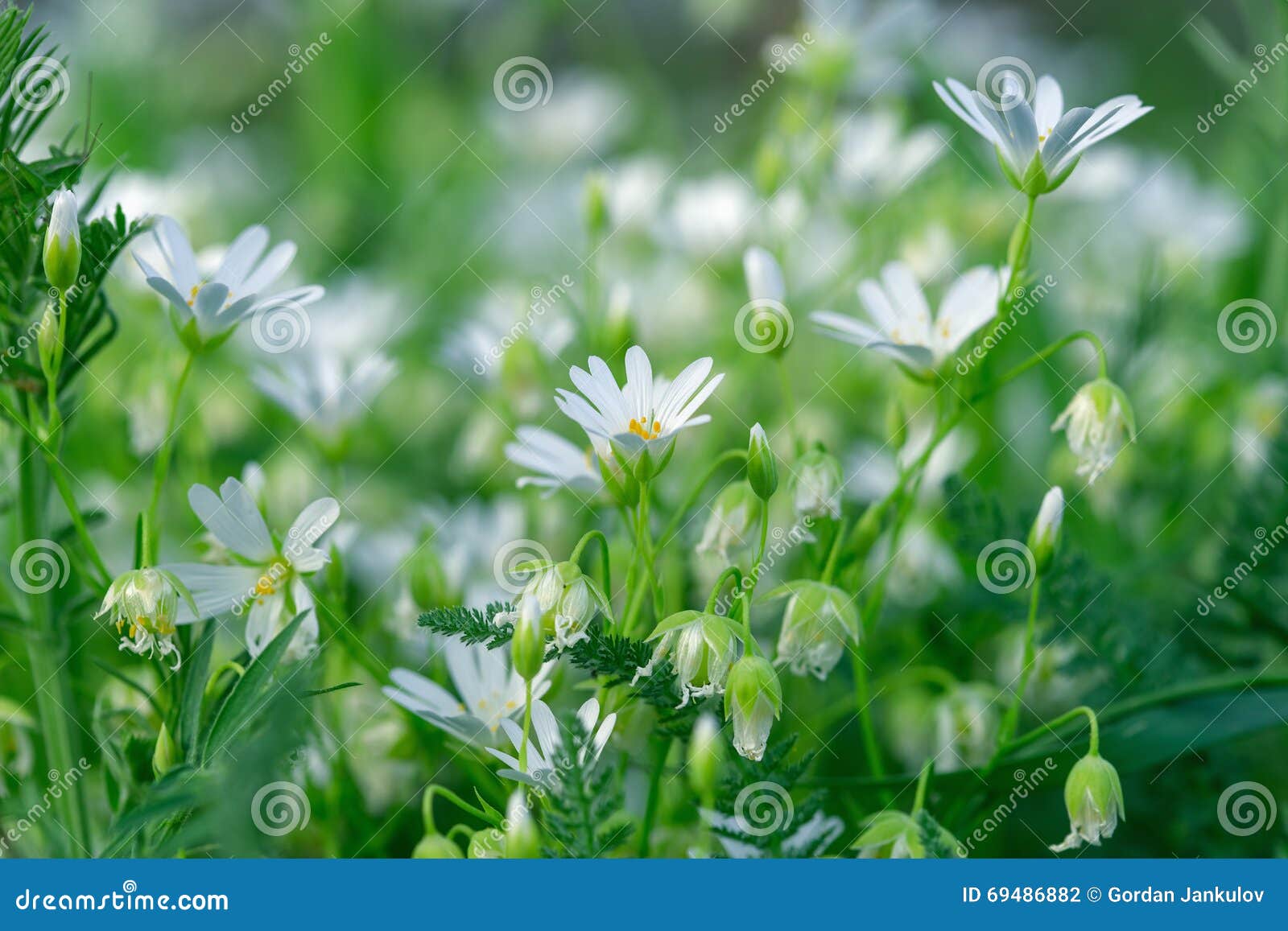 White Flowers in Meadow - Beautiful Nature in Spring Stock Photo ...