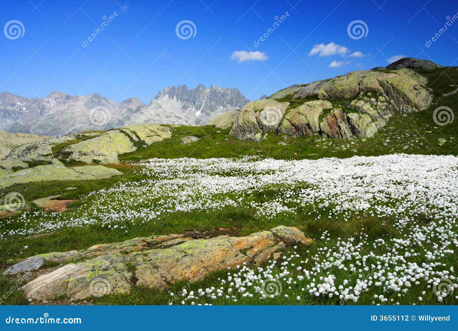 White Flowers and Mountains Stock Photo - Image of alps, flowers: 3655112