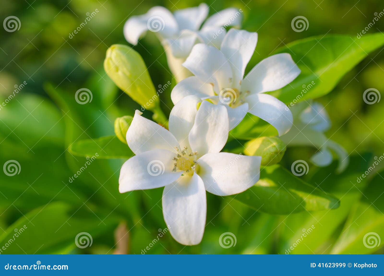 White Flowers-Murraya Exotica Stock Image - Image of garden, exotica ...