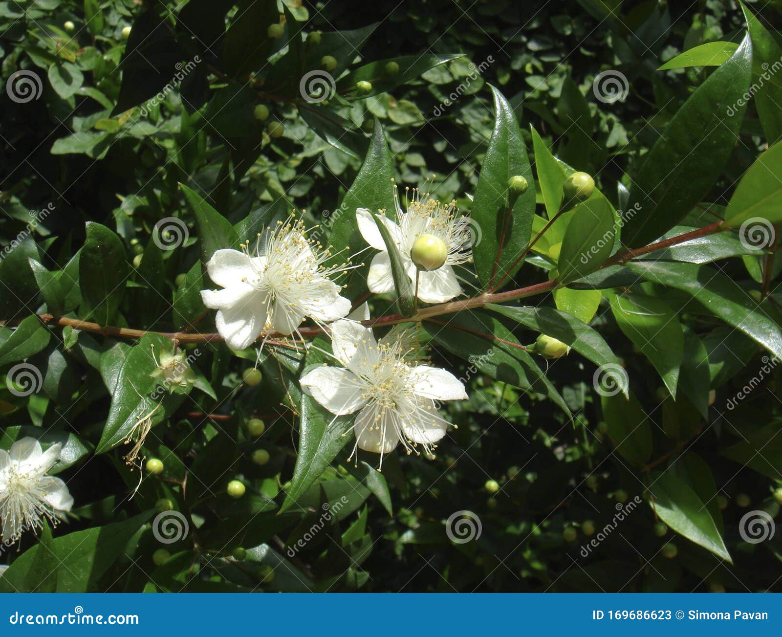 Myrtus communis in bloom stock image. Image of flowers - 169686623