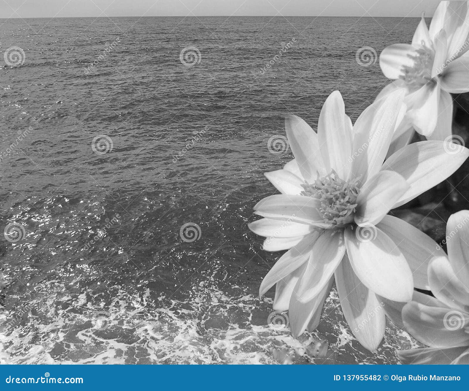 White Flowers and ocean stock photo. Image of white - 137955482