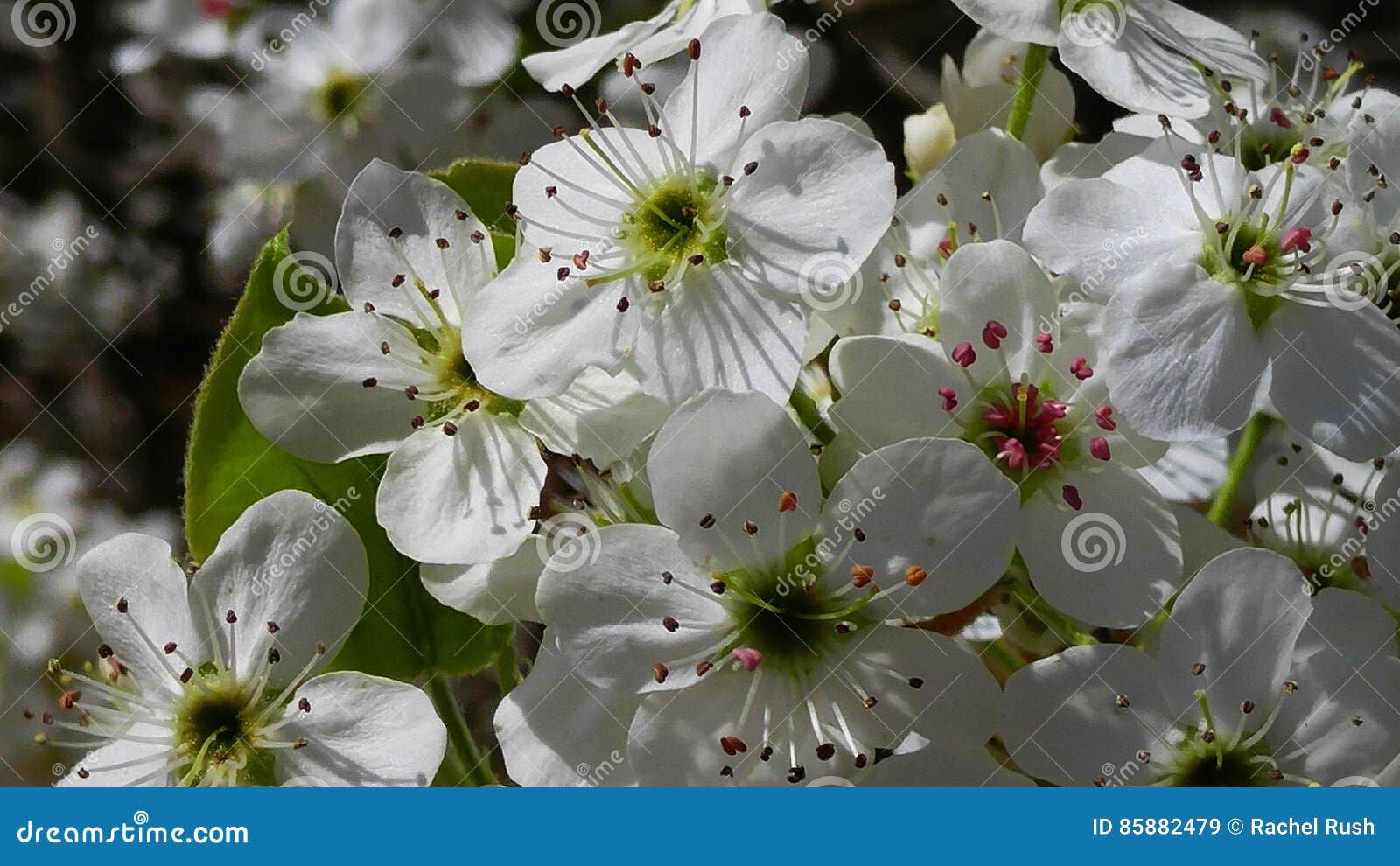 White Flowers stock image. Image of patch, flowers, white - 85882479