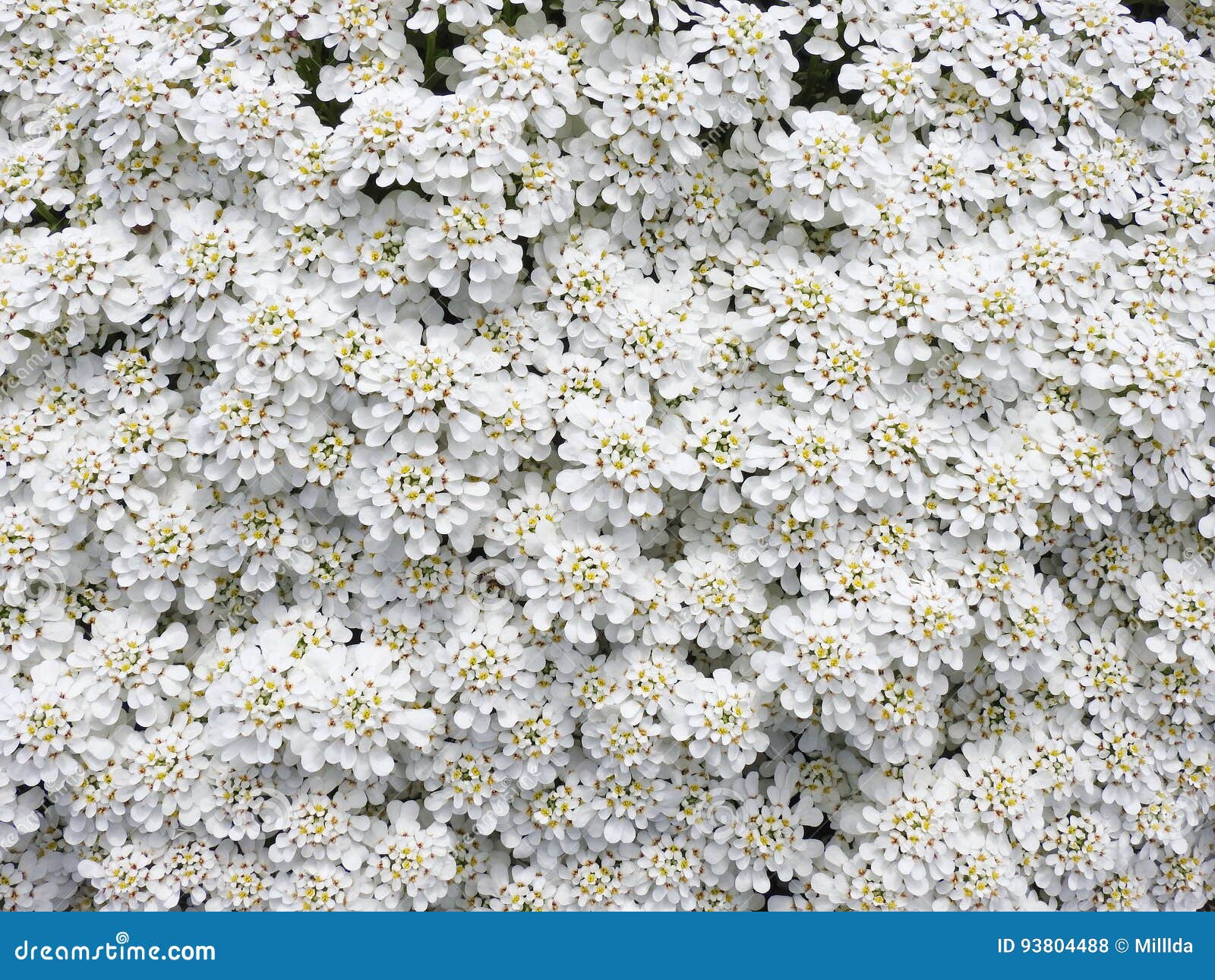 White flowers pattern stock photo. Image of natural, pistil - 93804488