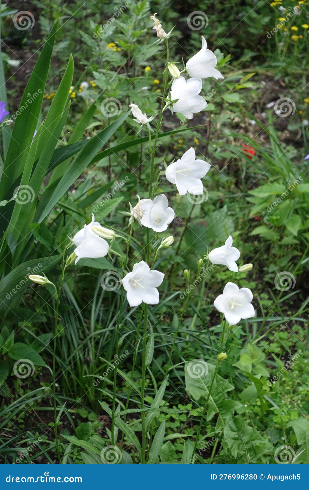White Flowers of Peach-leaved Bellflower in June Stock Photo - Image of ...