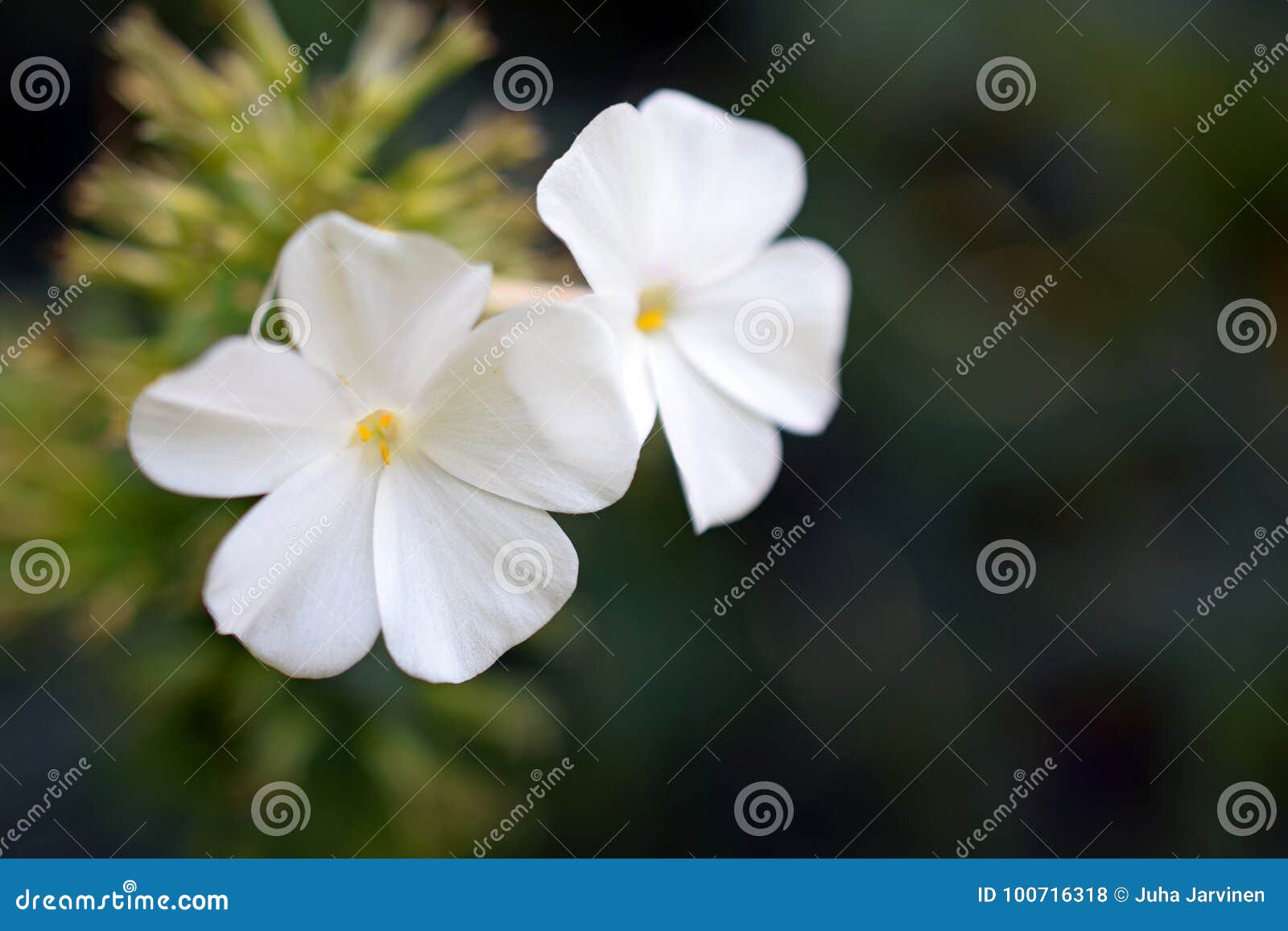 White Flowers of Phlox Maculata, Snowdon. Stock Photo - Image of ...