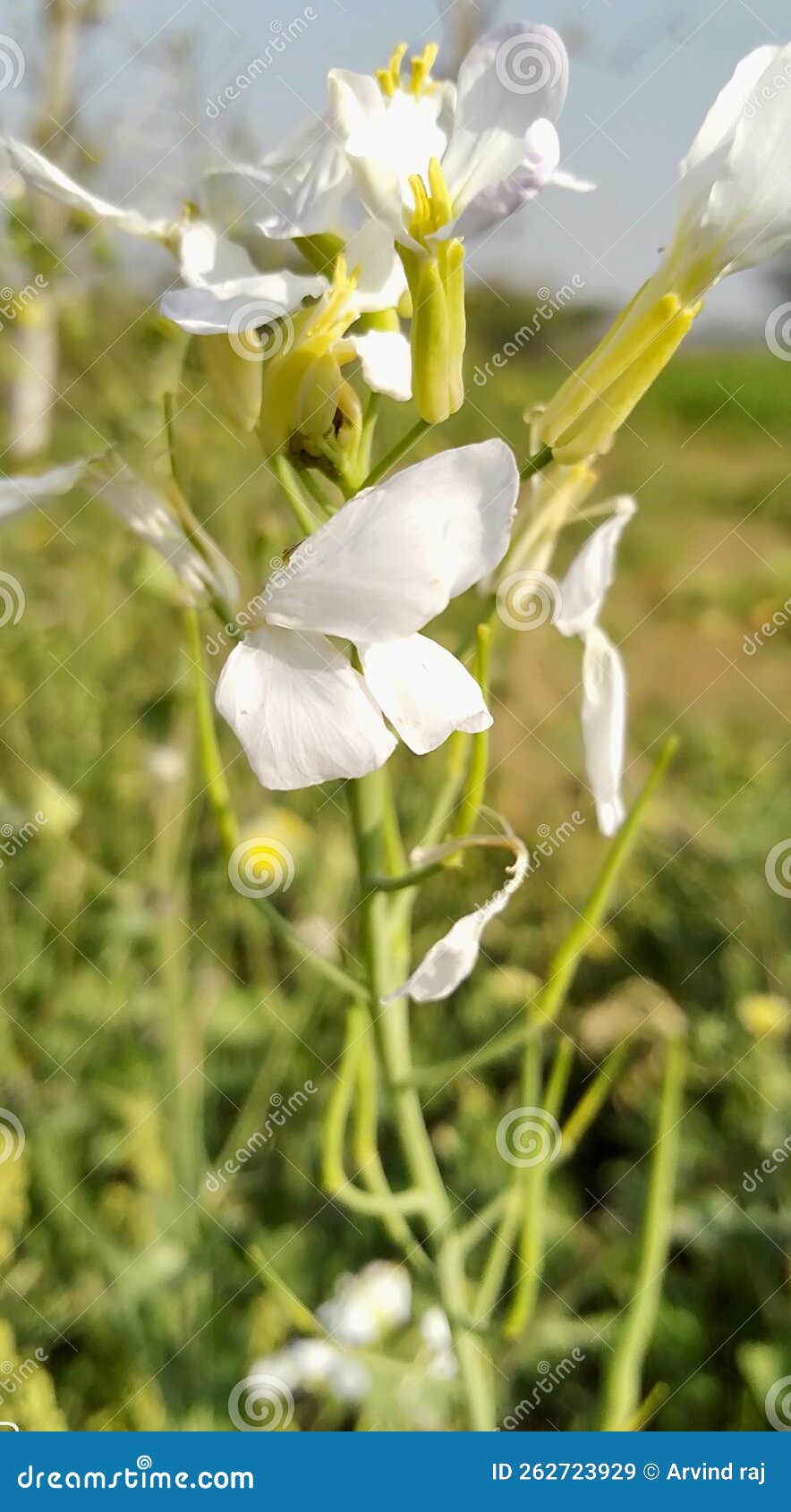 White Flowers White Phool Field Stock Image - Image of phool, flower ...