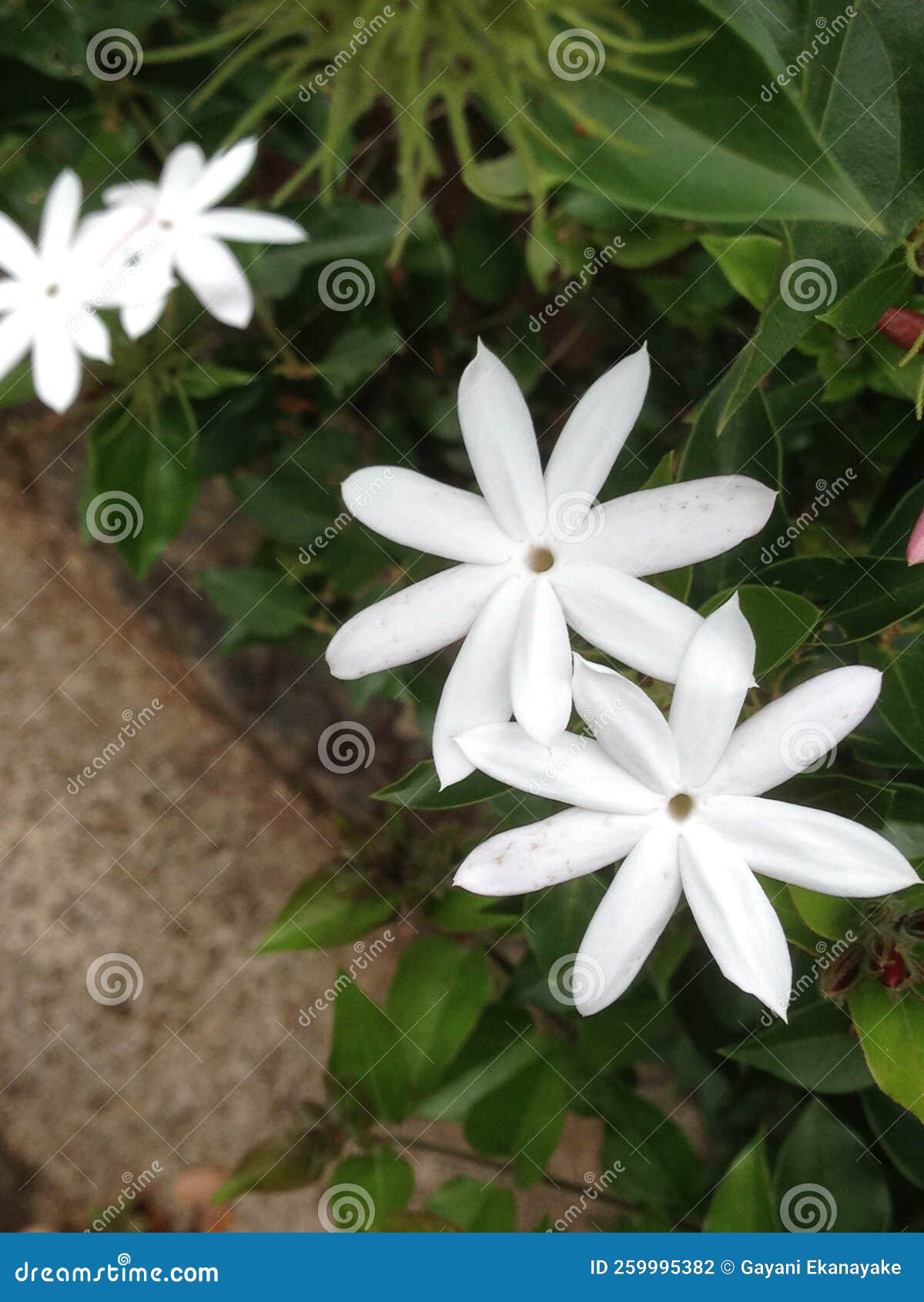 White flowers pichcha stock photo. Image of leaf, wildflower - 259995382